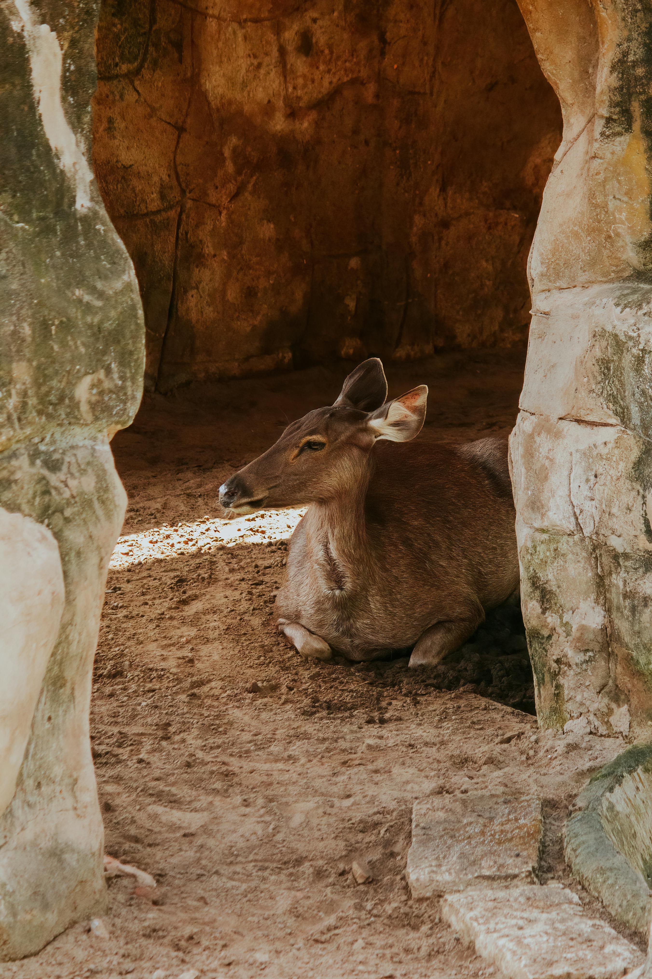 80+ melhores imagens de Samba · Download 100% grátis · Fotos ...