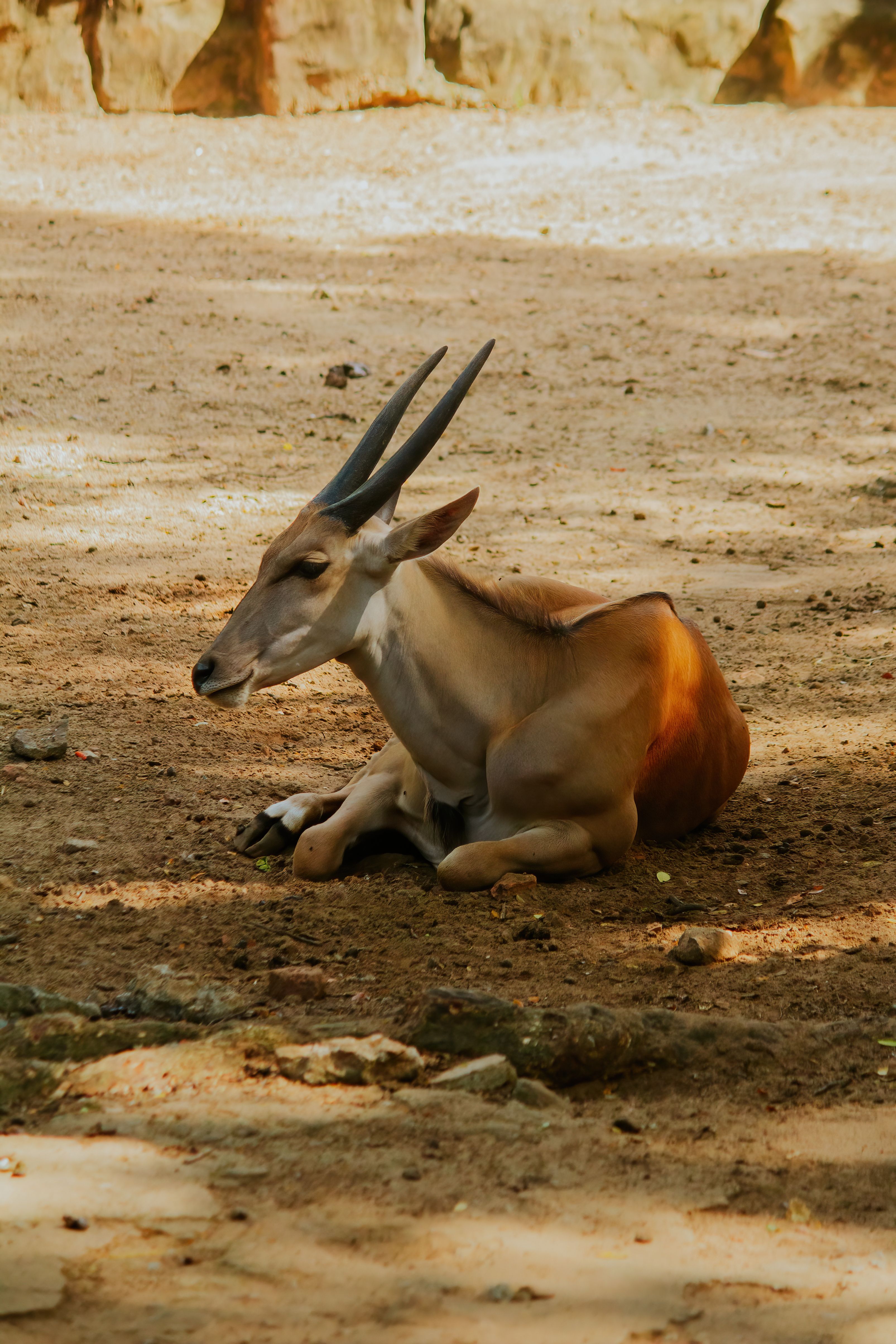 Photo of a Common Eland Antelope · Free Stock Photo