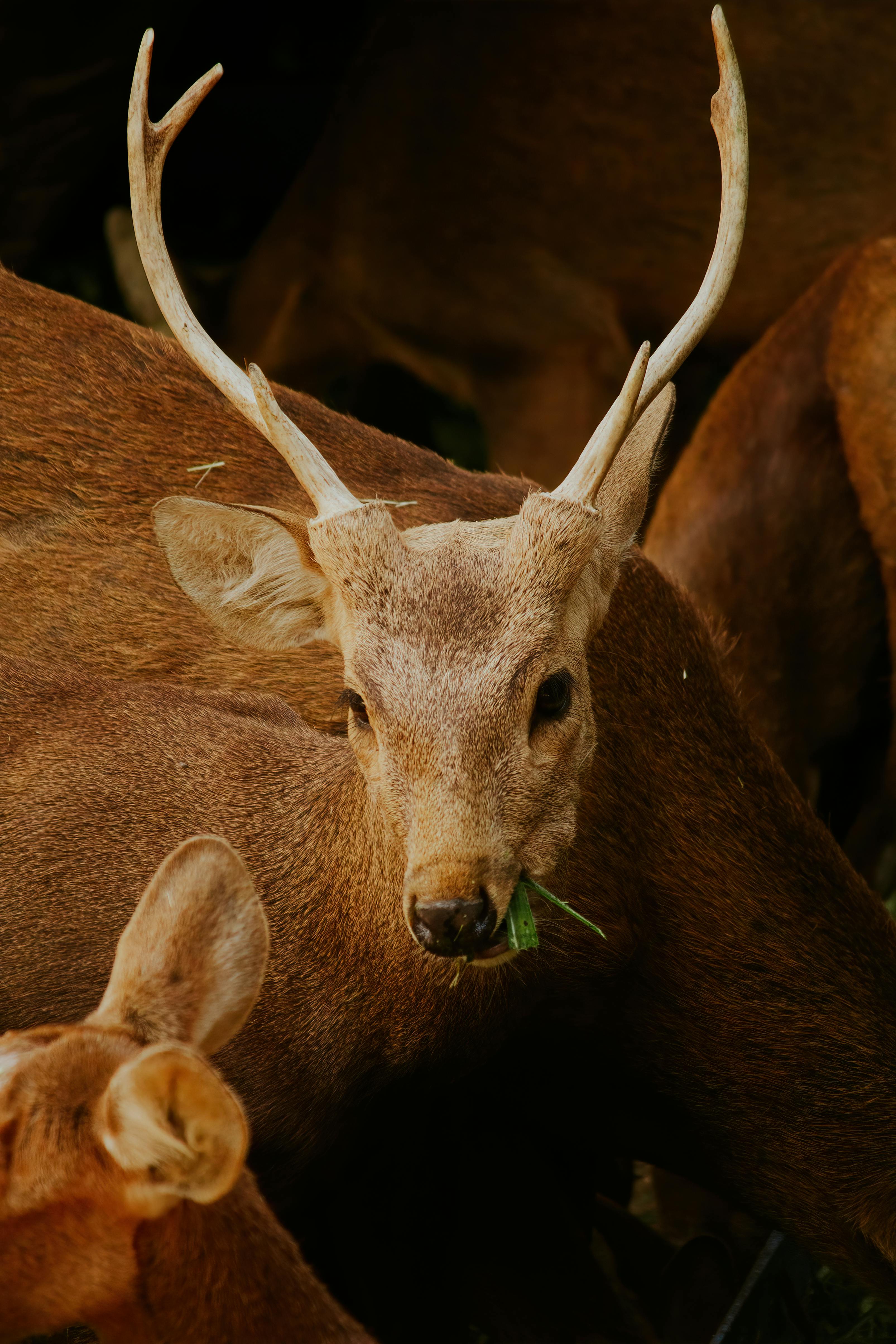 Stag Group Photos, Download The BEST Free Stag Group Stock Photos & HD ...