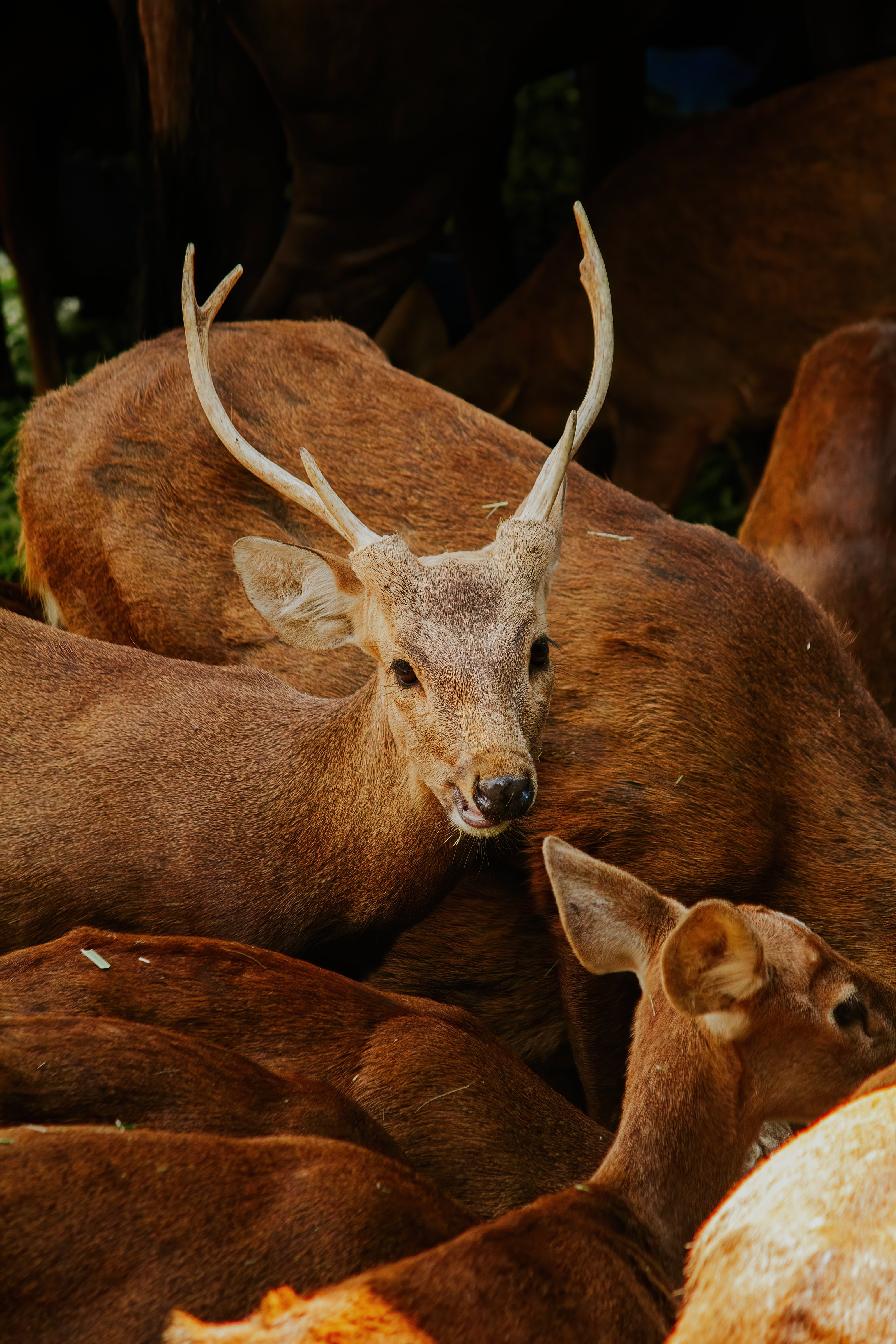 Photo of the Bawean Deer · Free Stock Photo