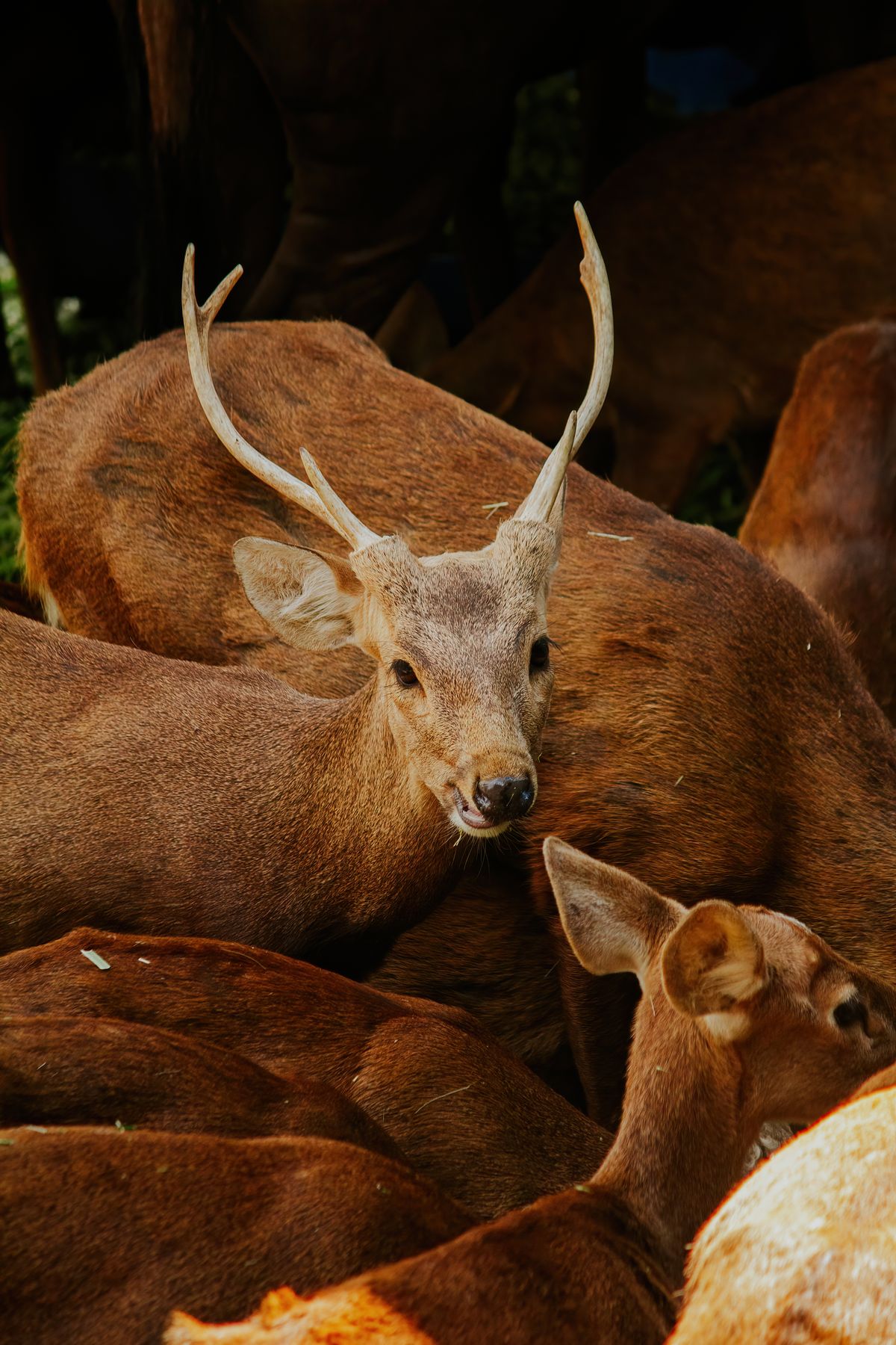 Bawean Deer Photos, Download The BEST Free Bawean Deer Stock Photos ...