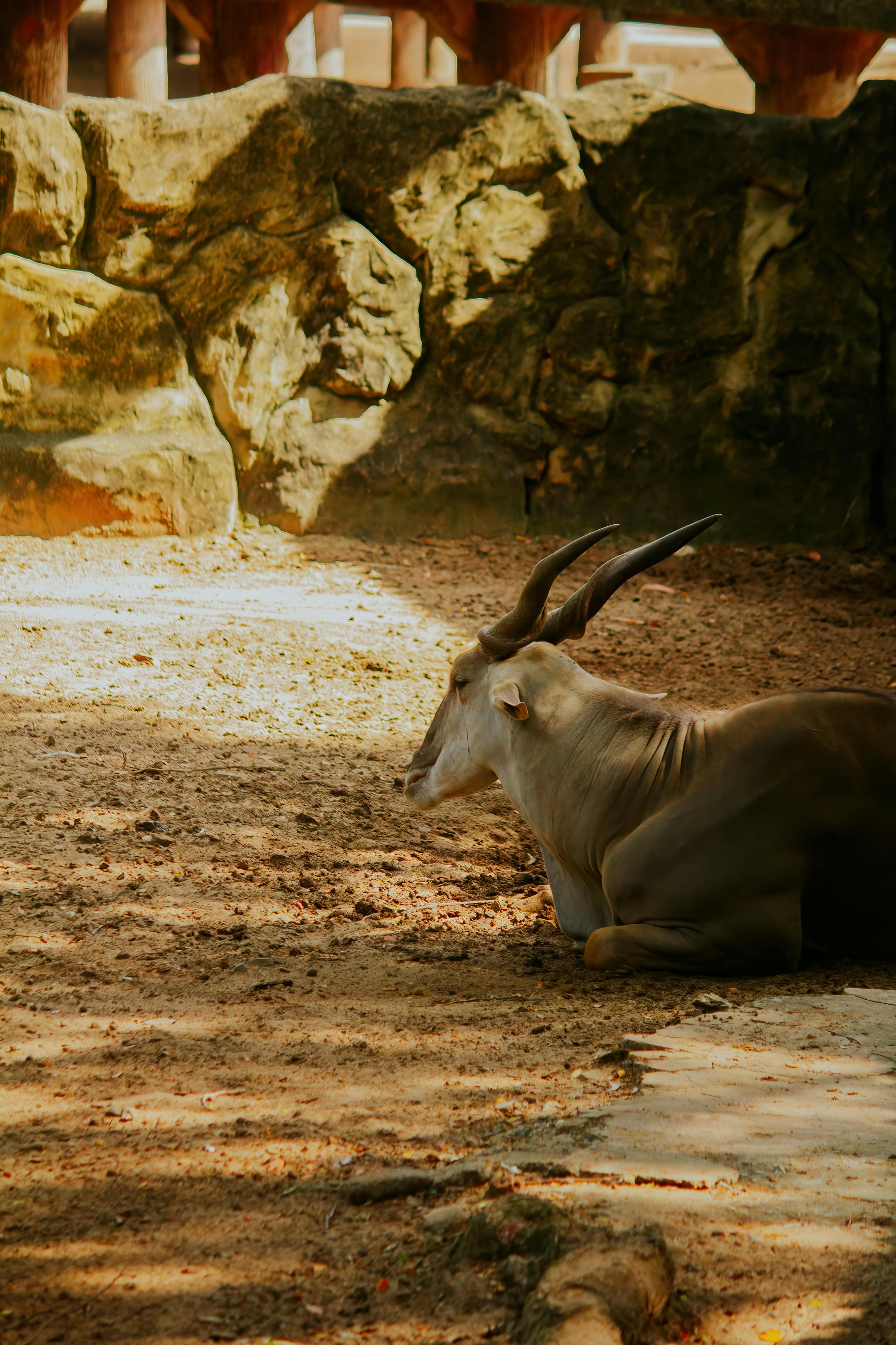 Antelope Lying Down in Zoo · Free Stock Photo
