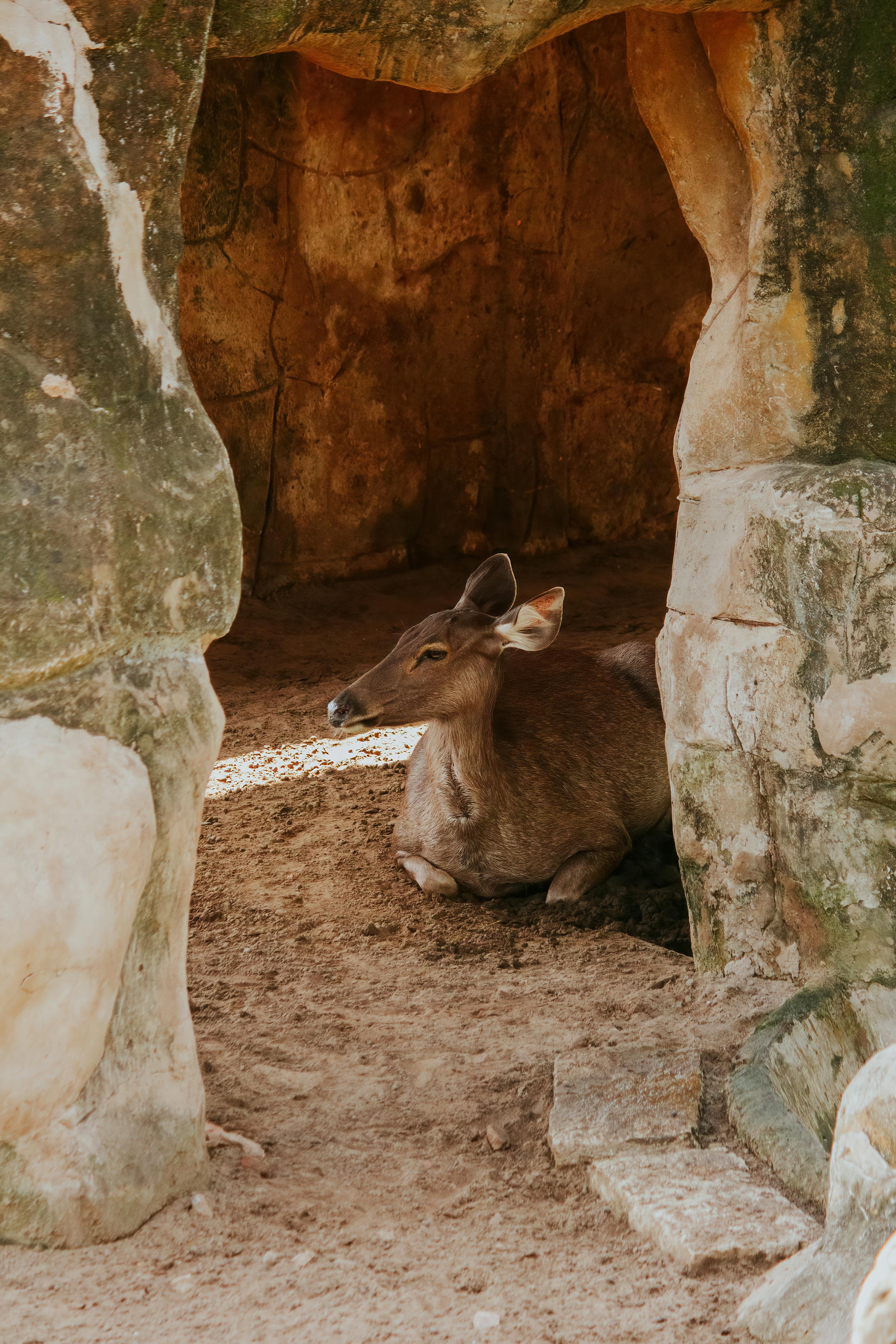 Deer Lying Down among Rocks · Free Stock Photo