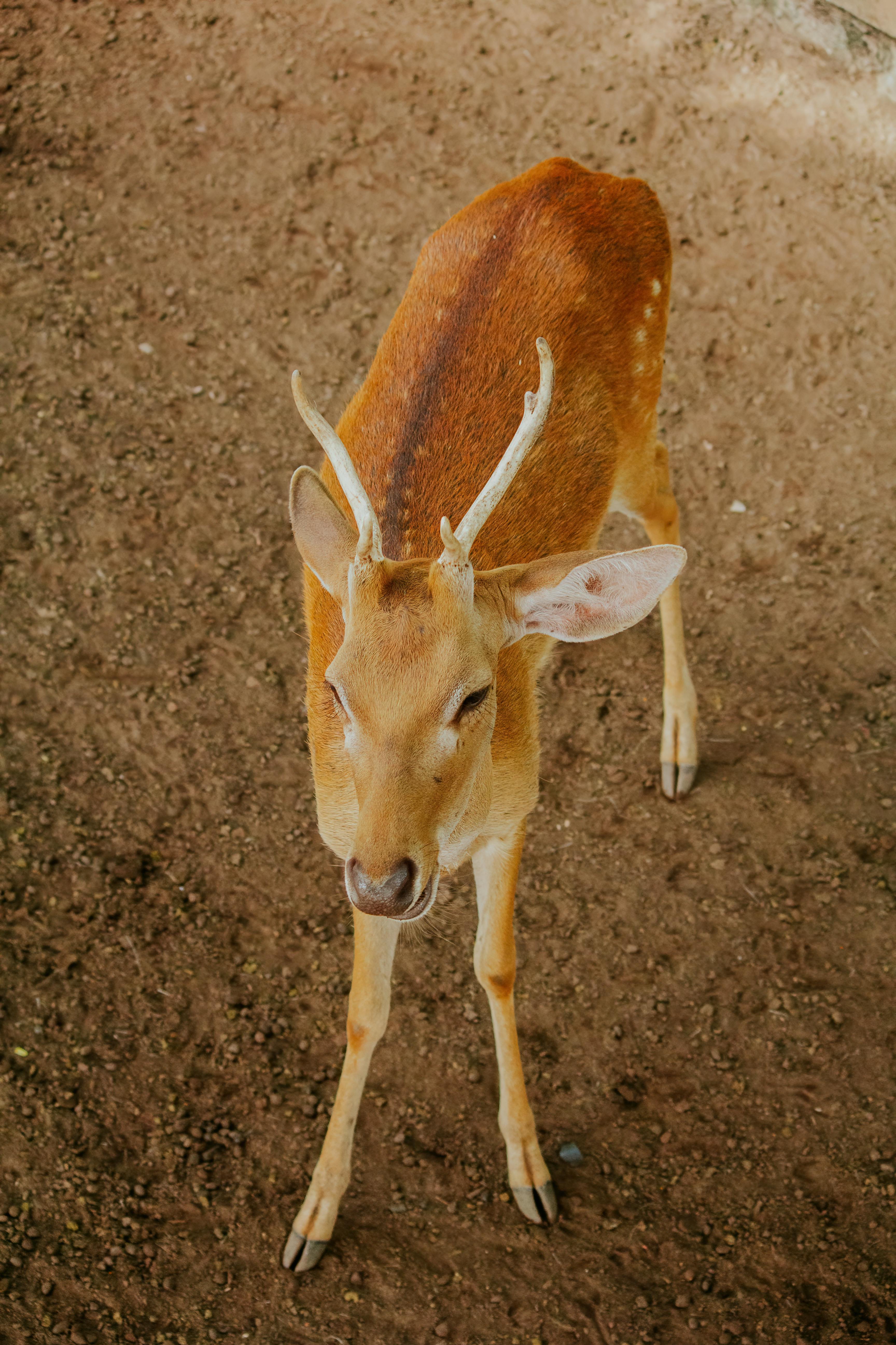 Selective Focus Photography of Brown Buck on Grass Field · Free Stock Photo