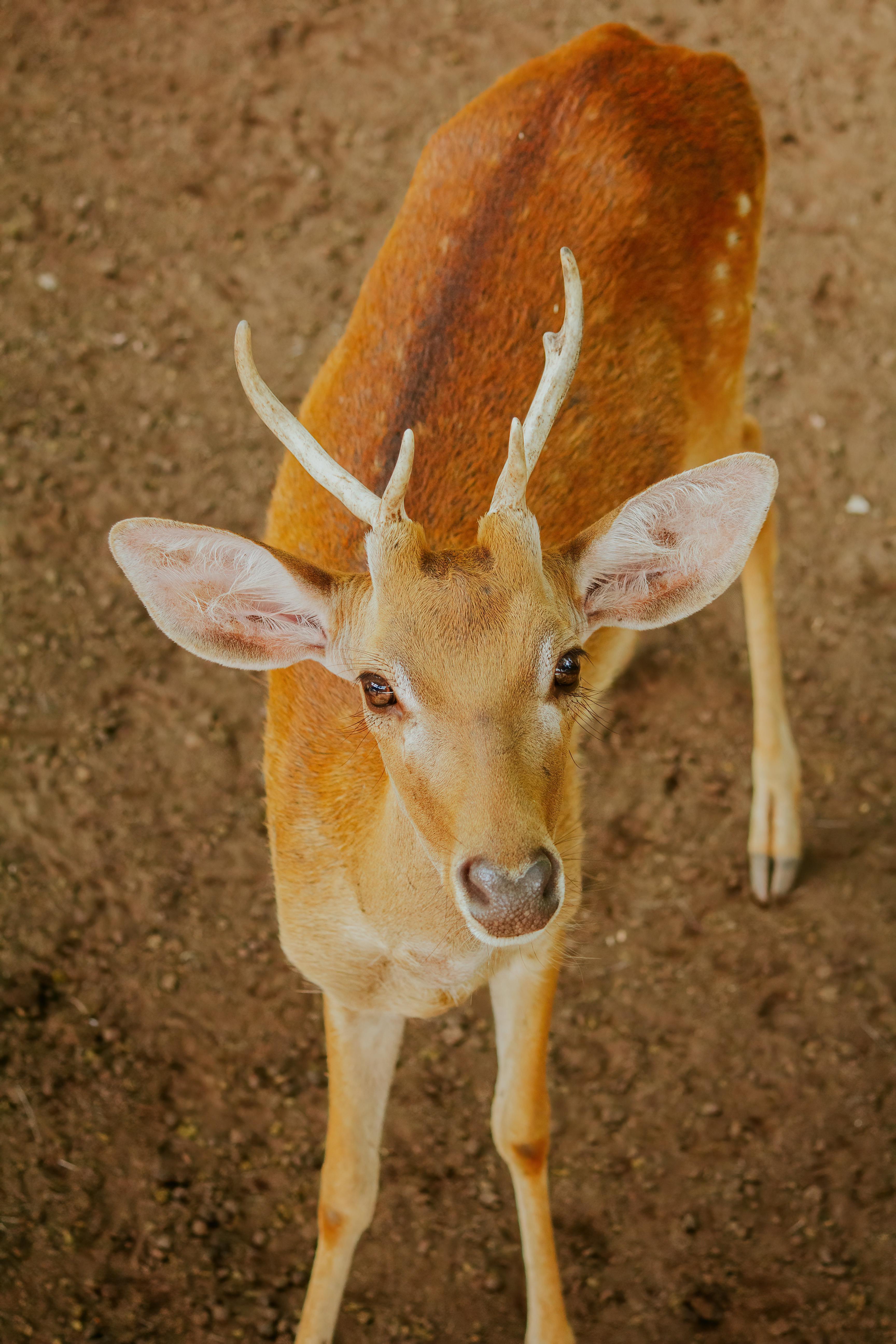 Brown and Gray Deer · Free Stock Photo