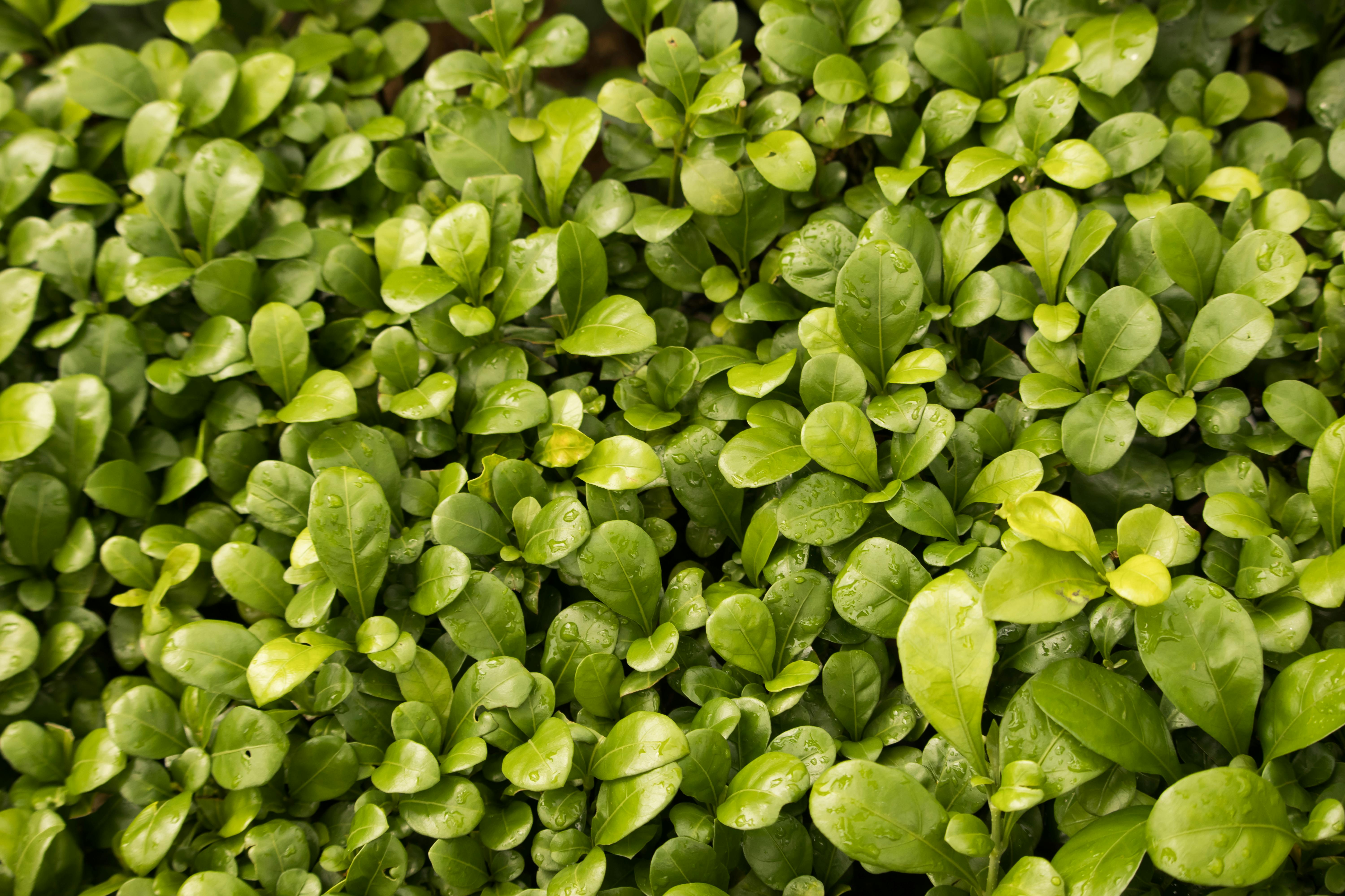 Green Leafed · Free Stock Photo