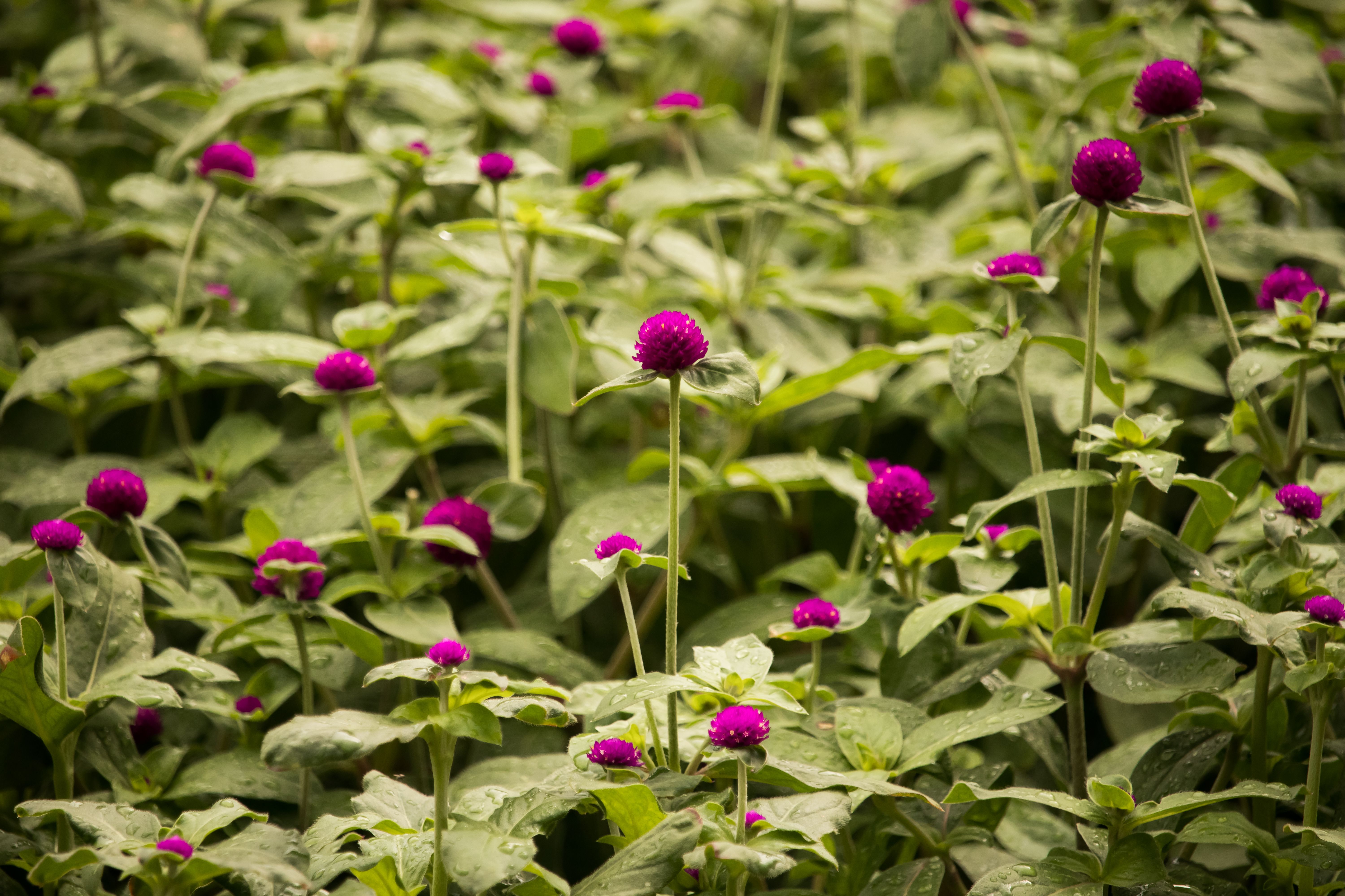 Gomphrena Flowers · Free Stock Photo
