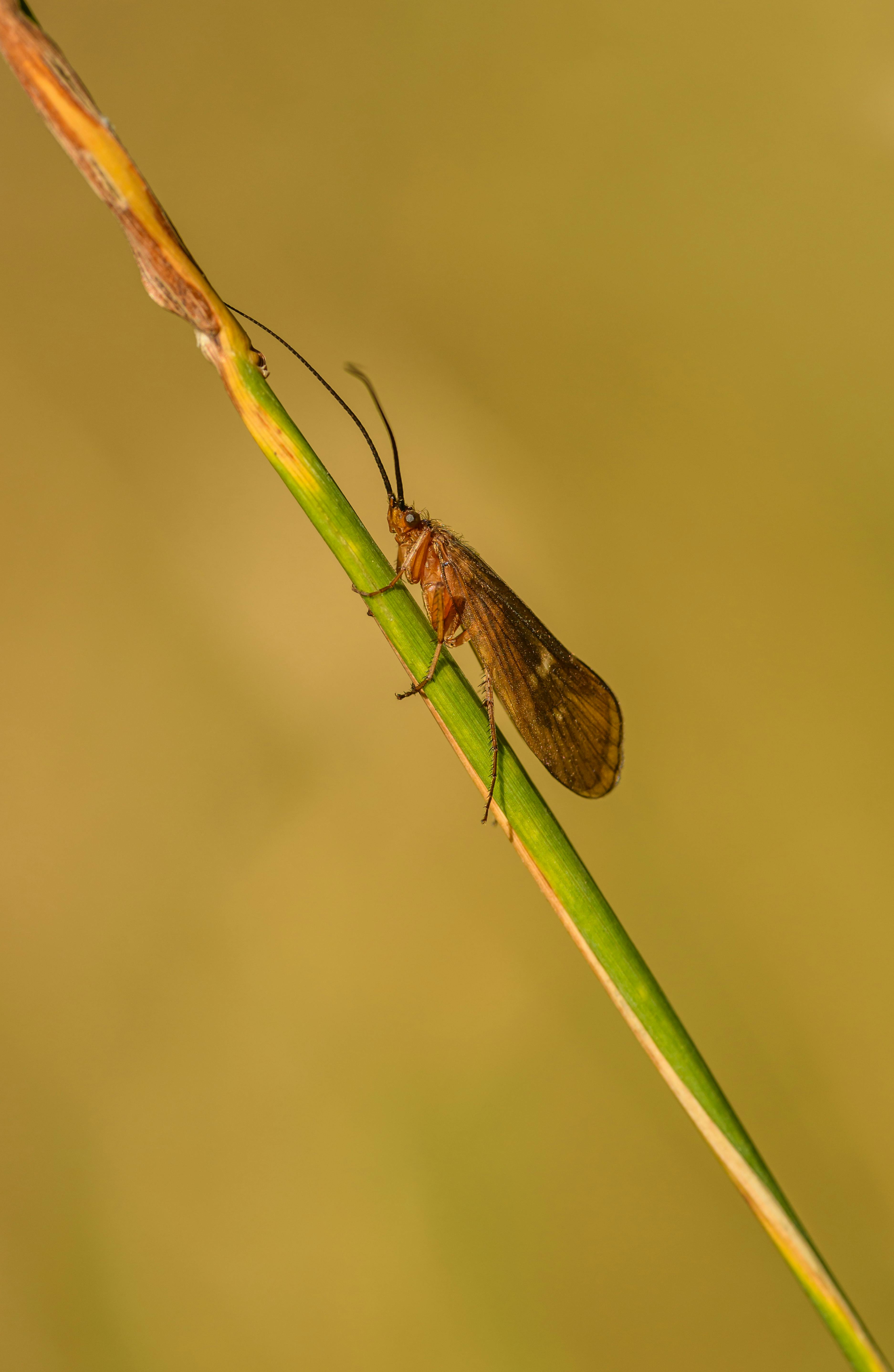 Closeup of a Caddisfly · Free Stock Photo