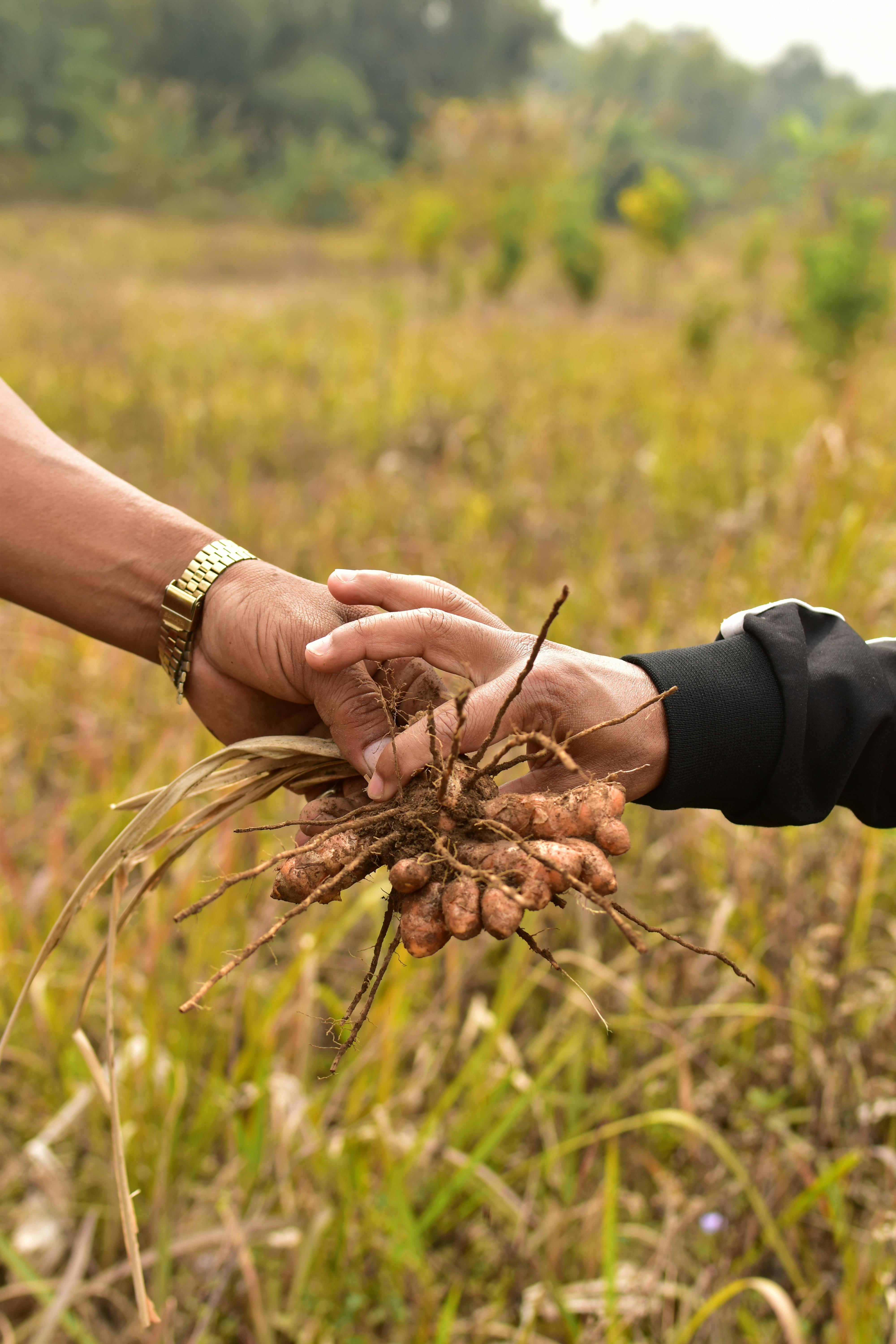 Ai Root Photos, Download The BEST Free Ai Root Stock Photos & HD Images