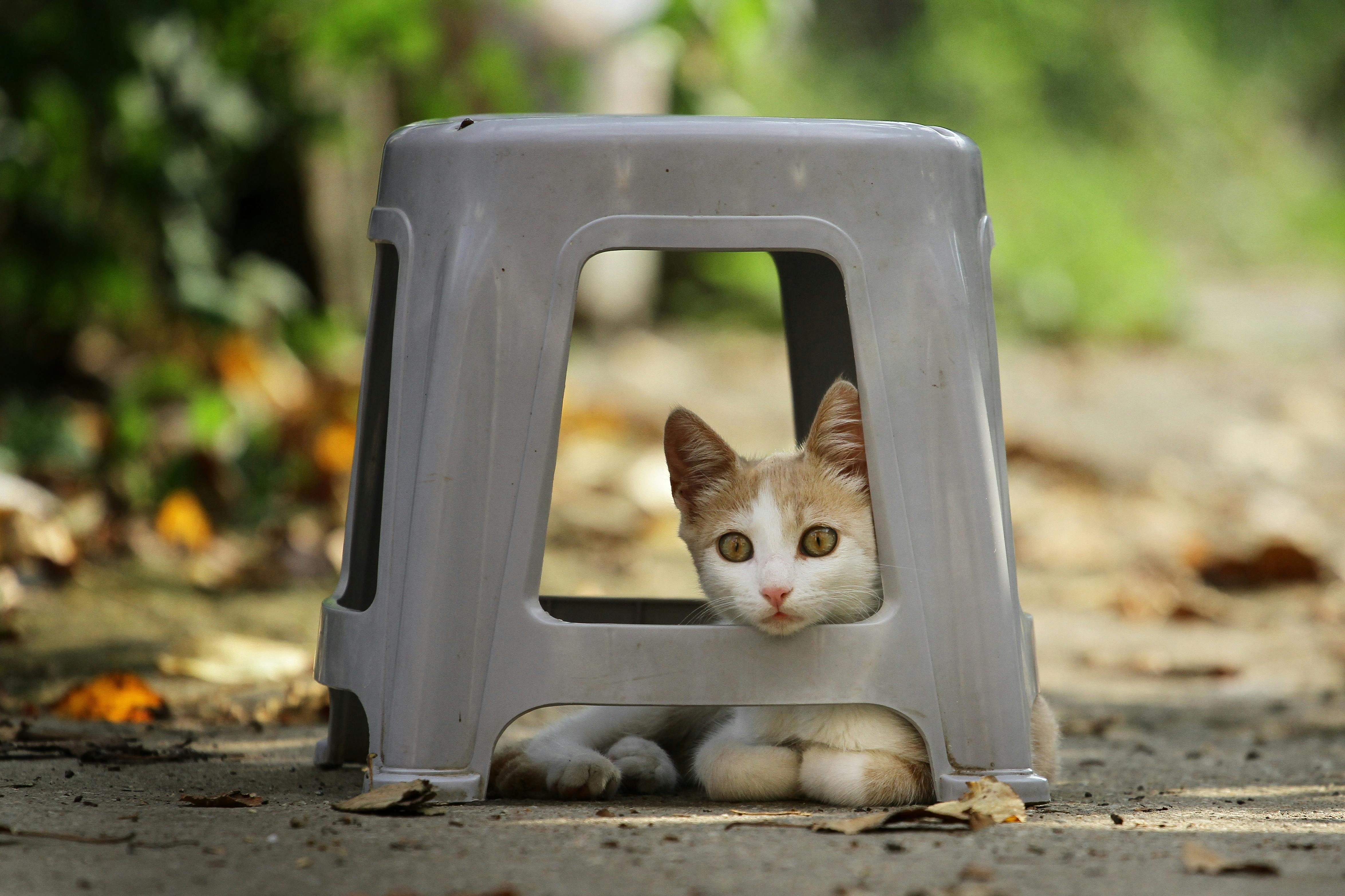 Cat Lying Down under Chair on Ground · Free Stock Photo