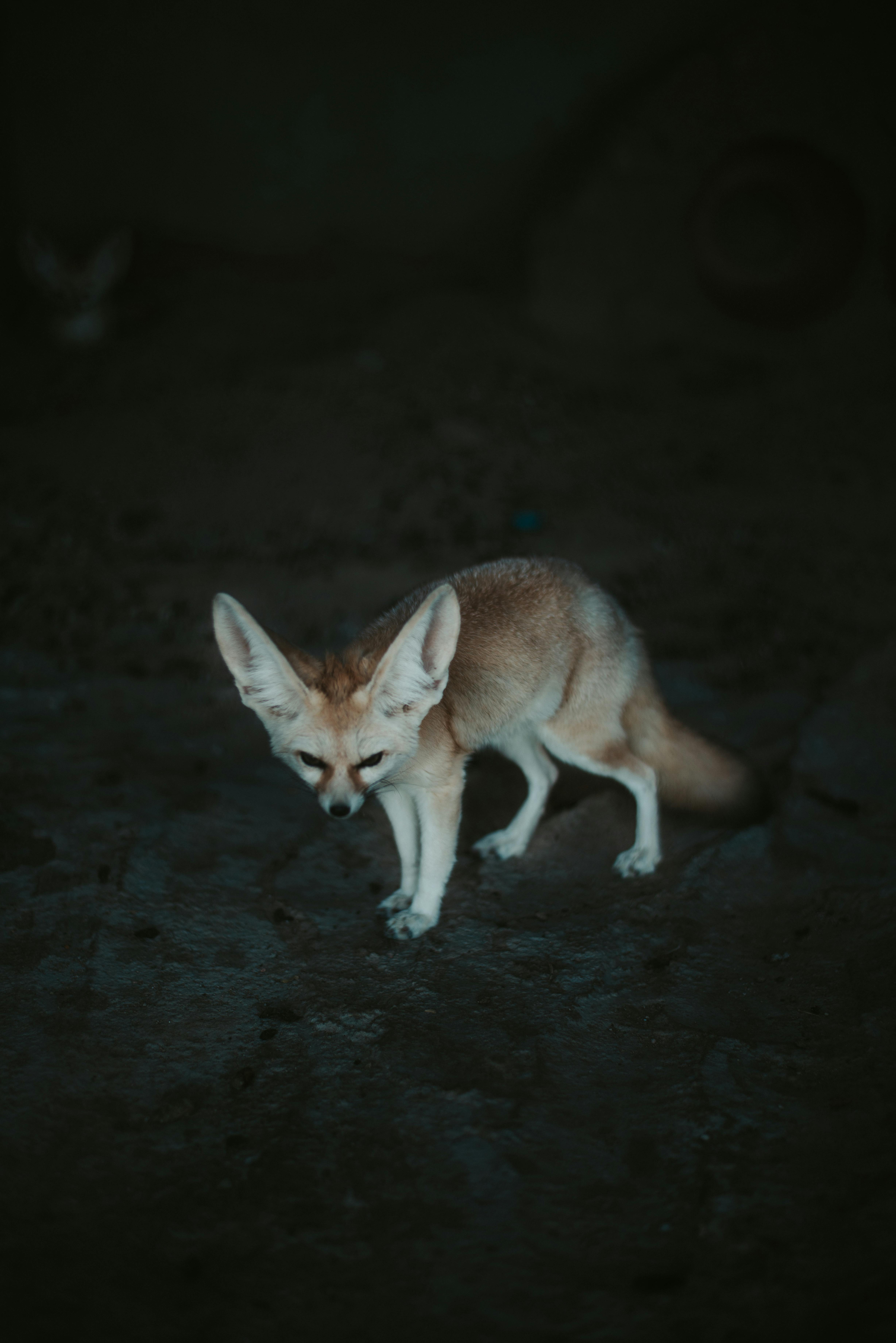 Photo of Fennec Fox · Free Stock Photo
