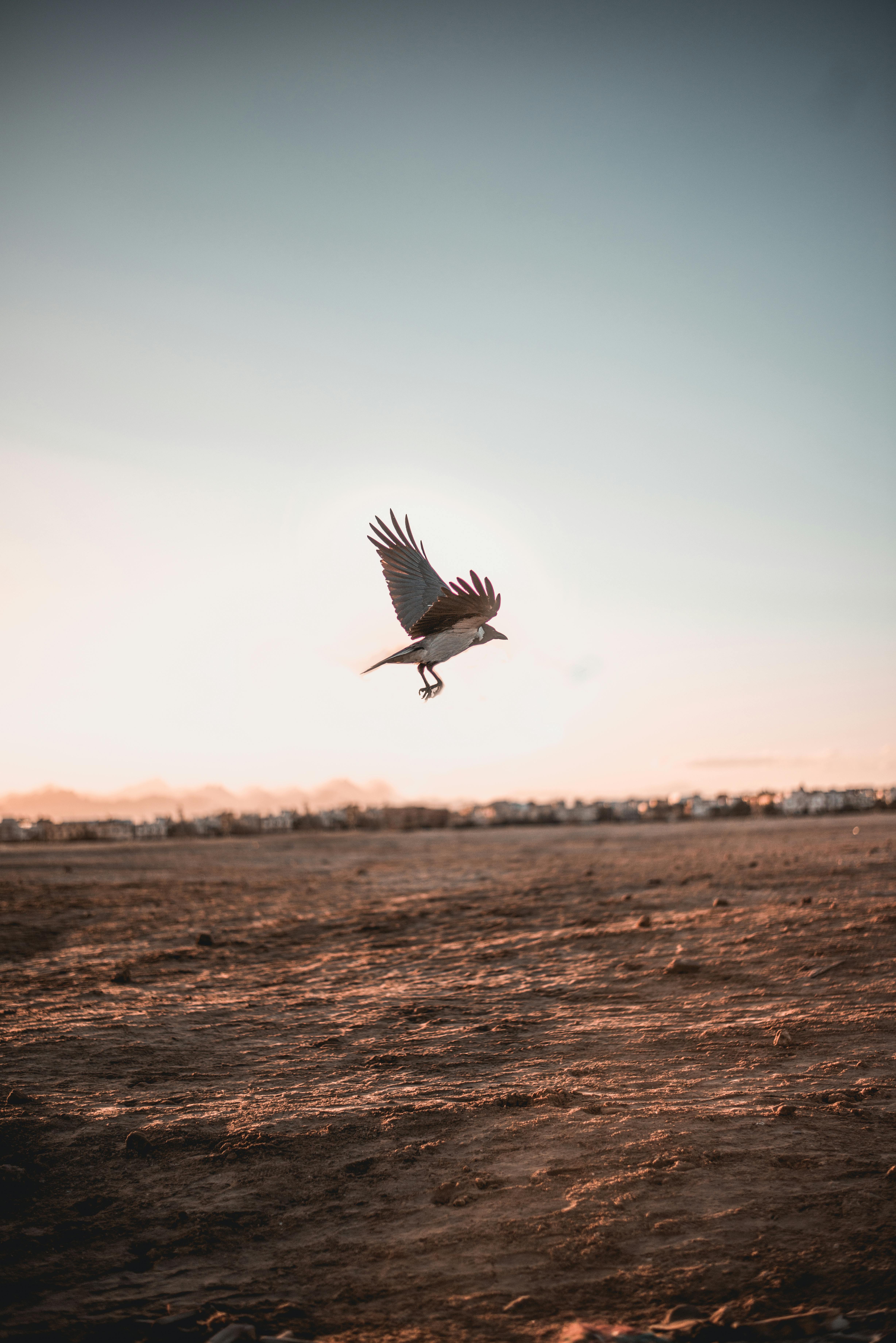 Bird Flying · Free Stock Photo