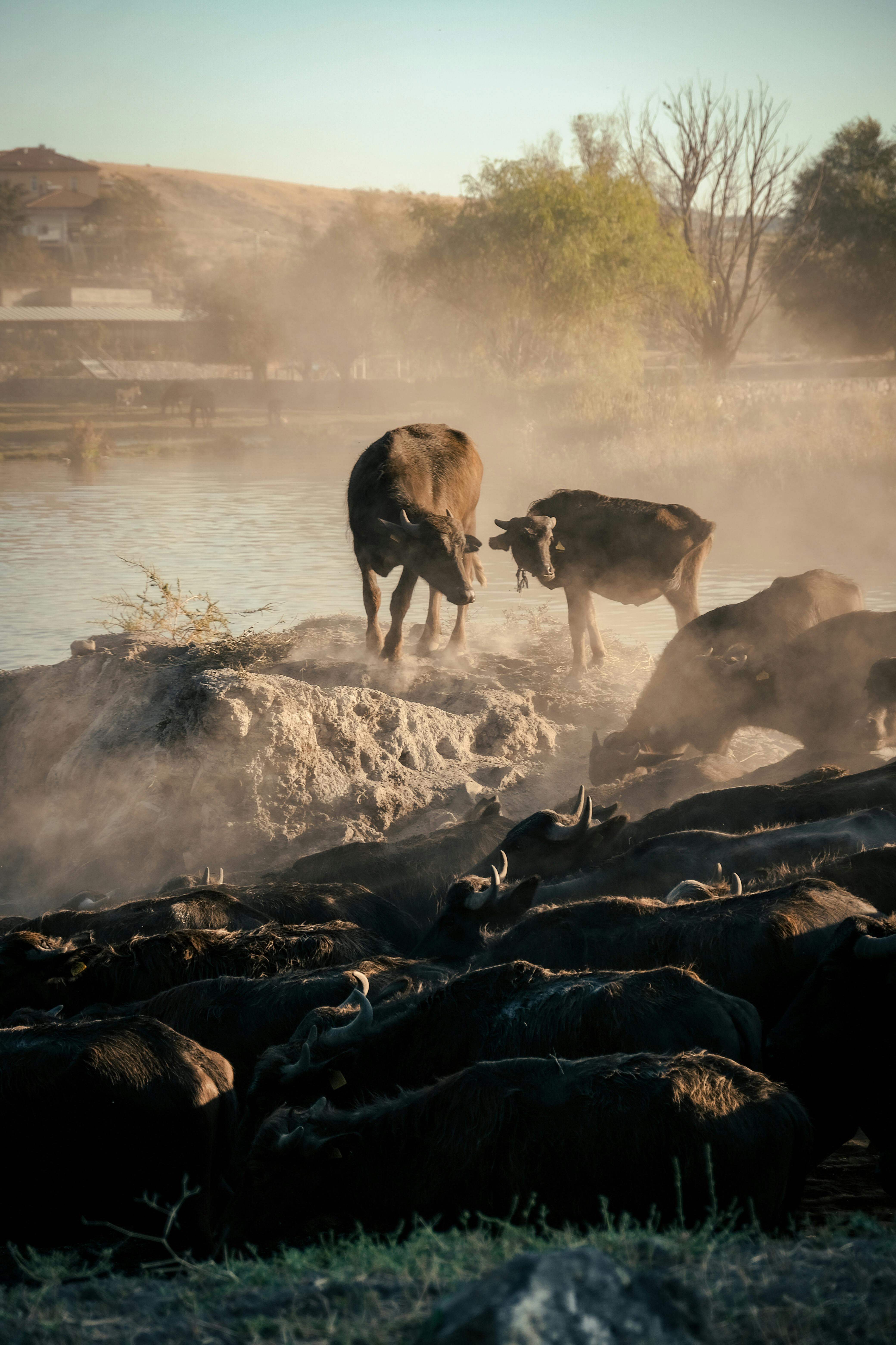 Cattle near River · Free Stock Photo