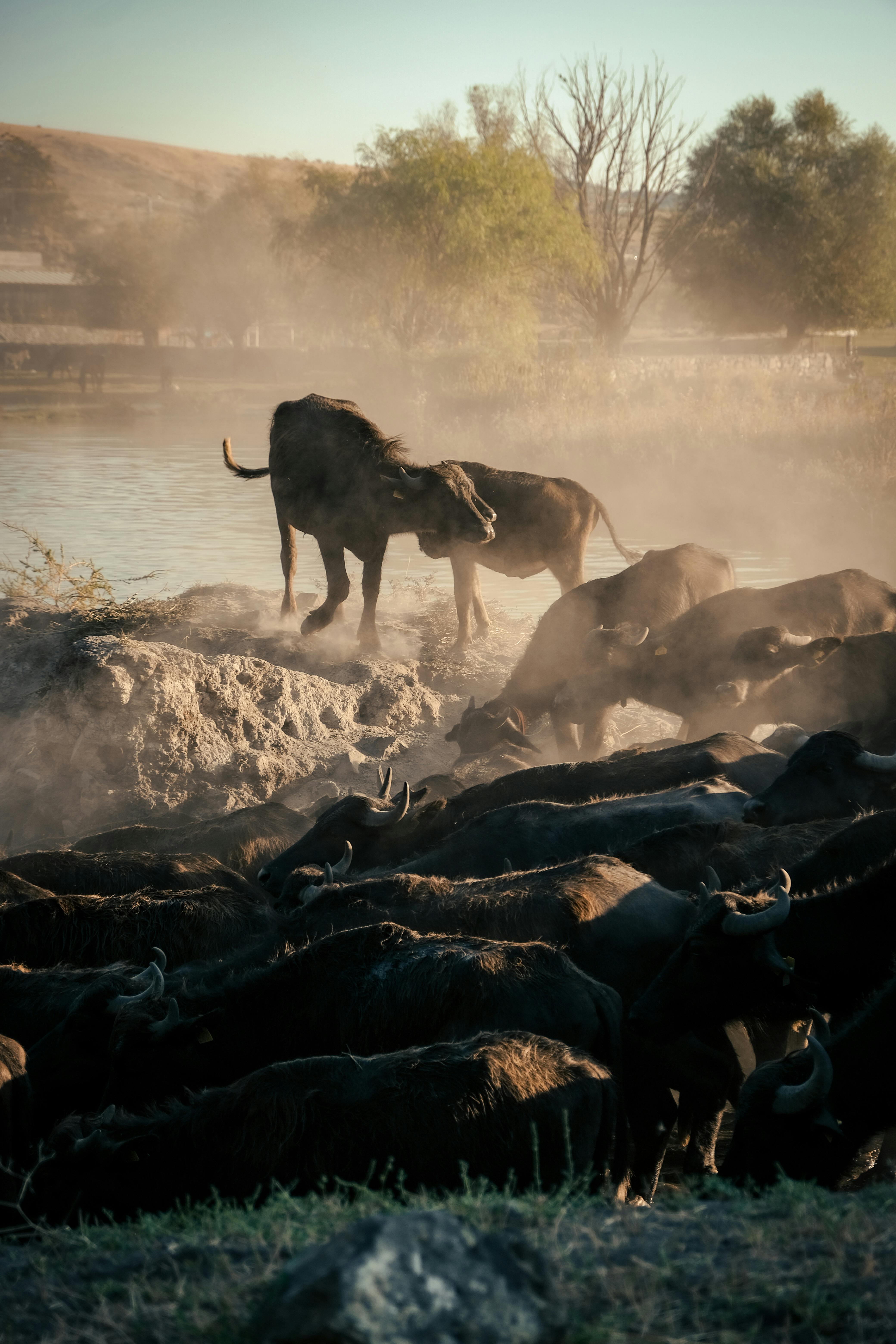 Telemark Cattle Photos, Download The BEST Free Telemark Cattle Stock ...