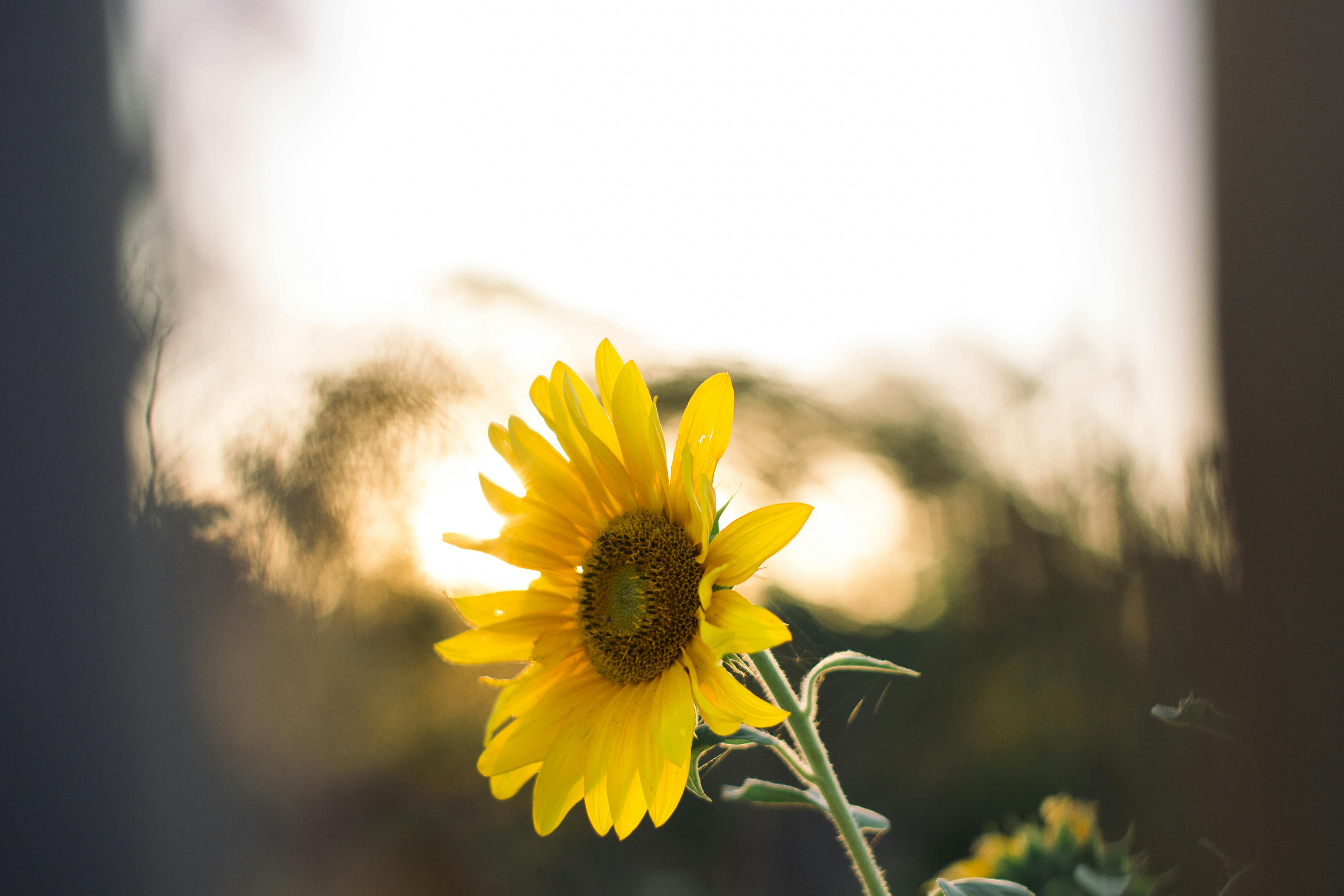 Sunflower · Free Stock Photo
