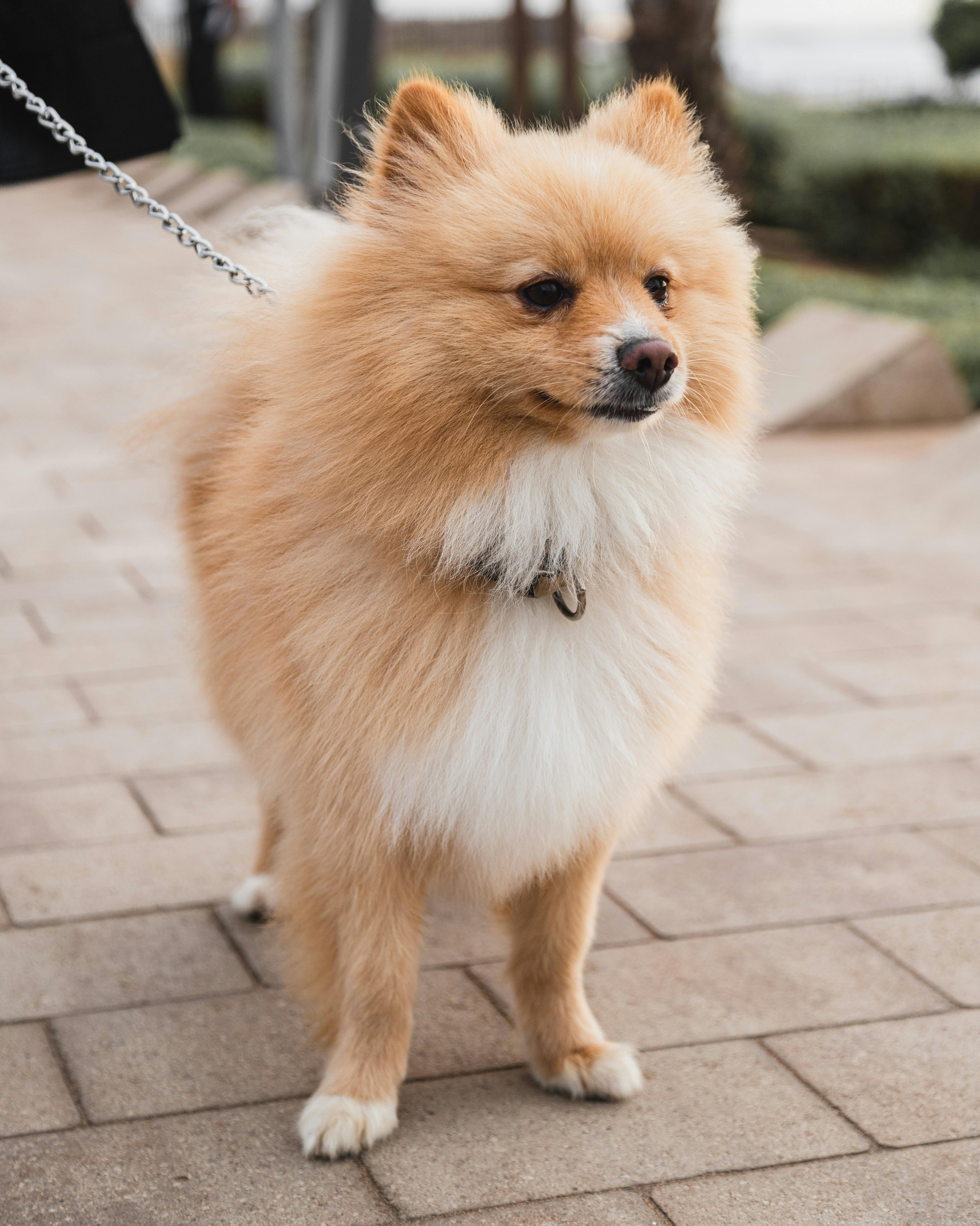 Cute Beez Photos, Download The BEST Free Cute Beez Stock Photos & HD Images