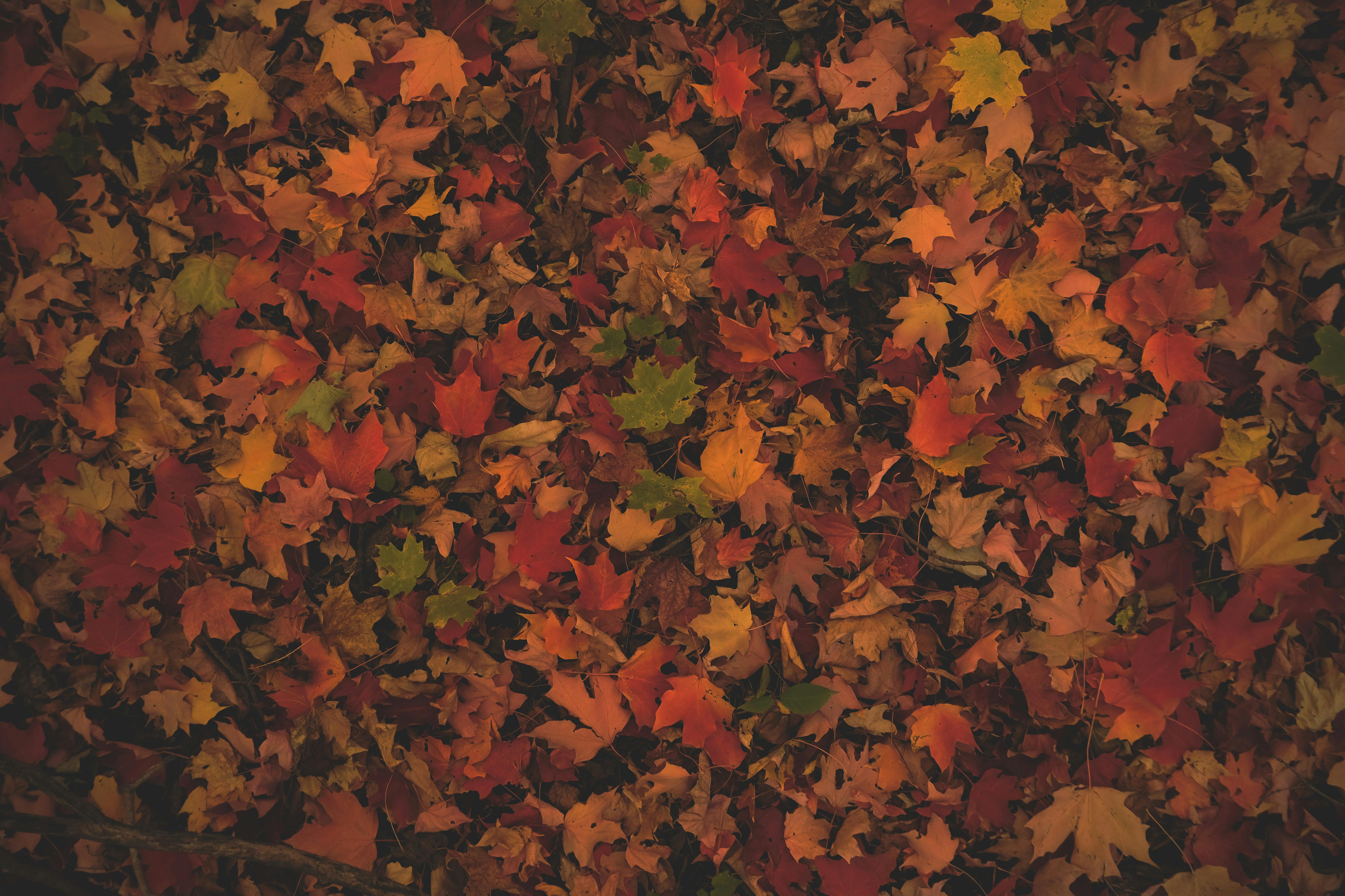 Fall Texturas Photos, Download The BEST Free Fall Texturas Stock Photos ...