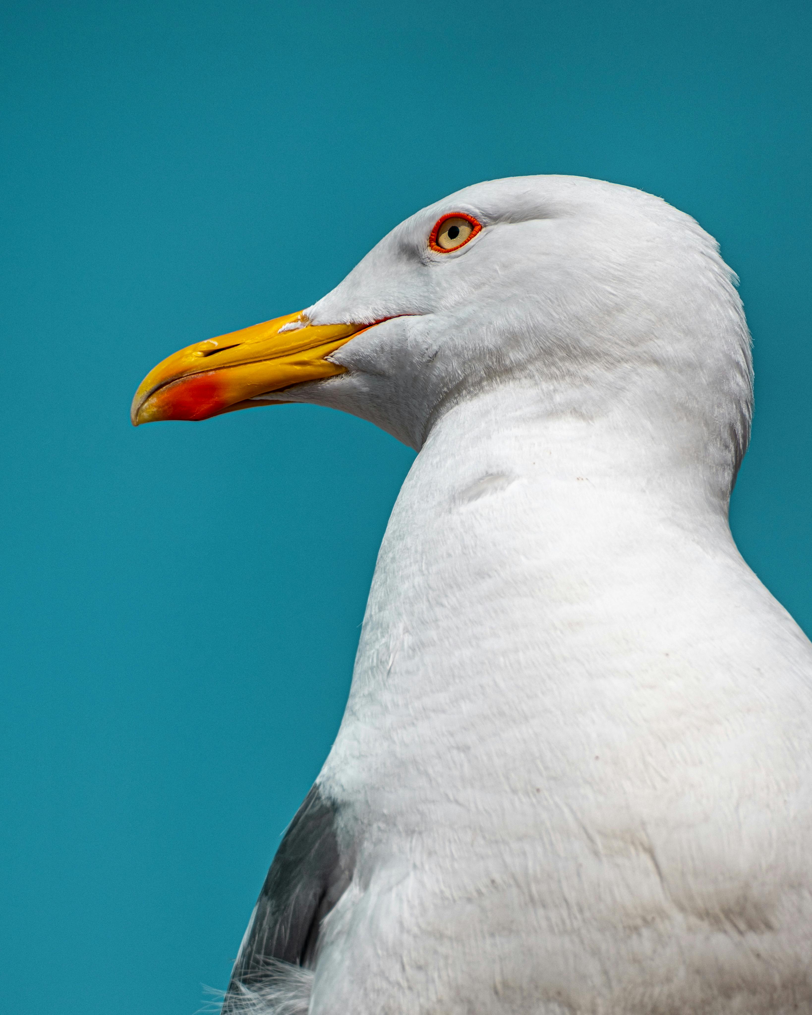 White Seagull · Free Stock Photo