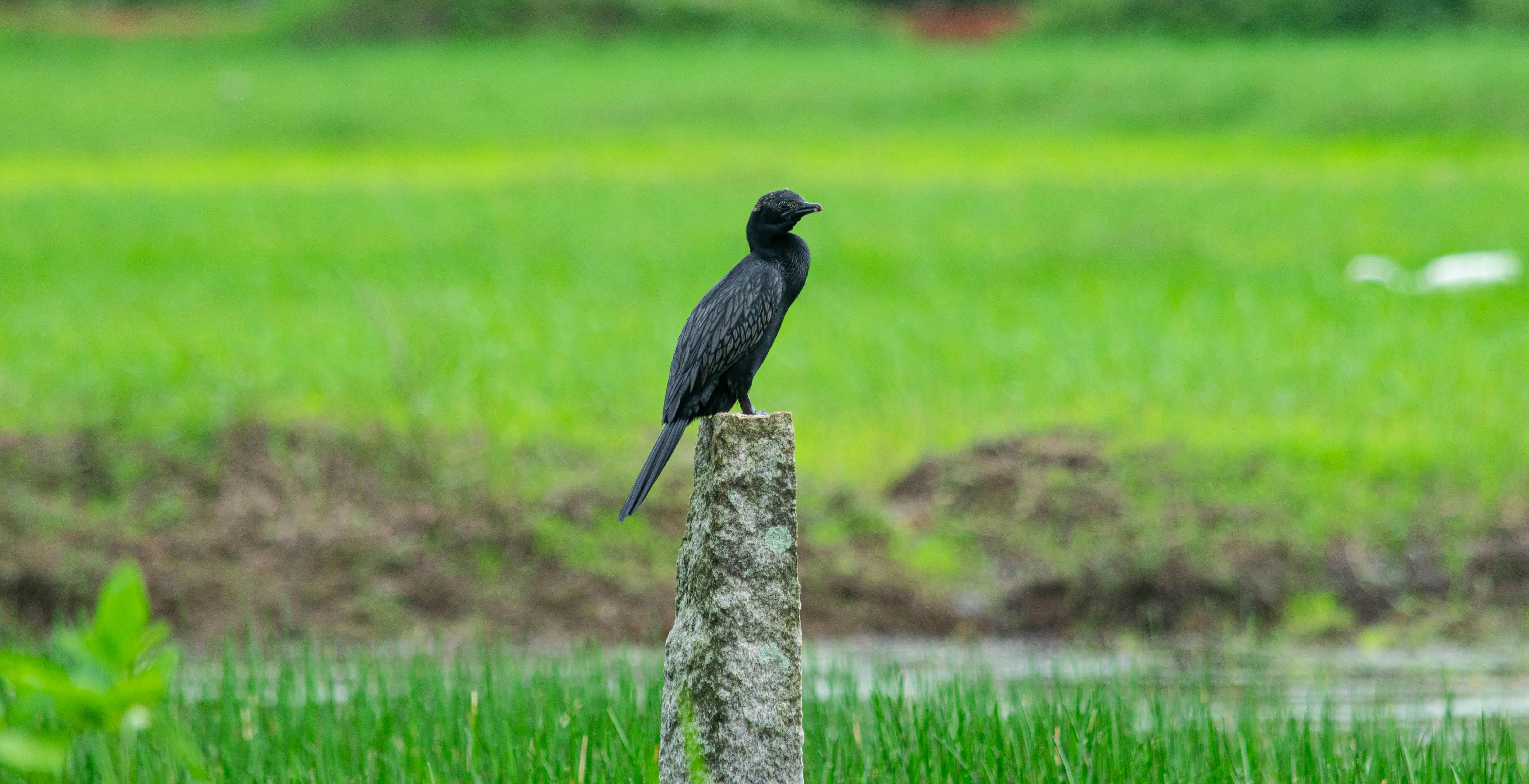 Joyston Judah - Photography