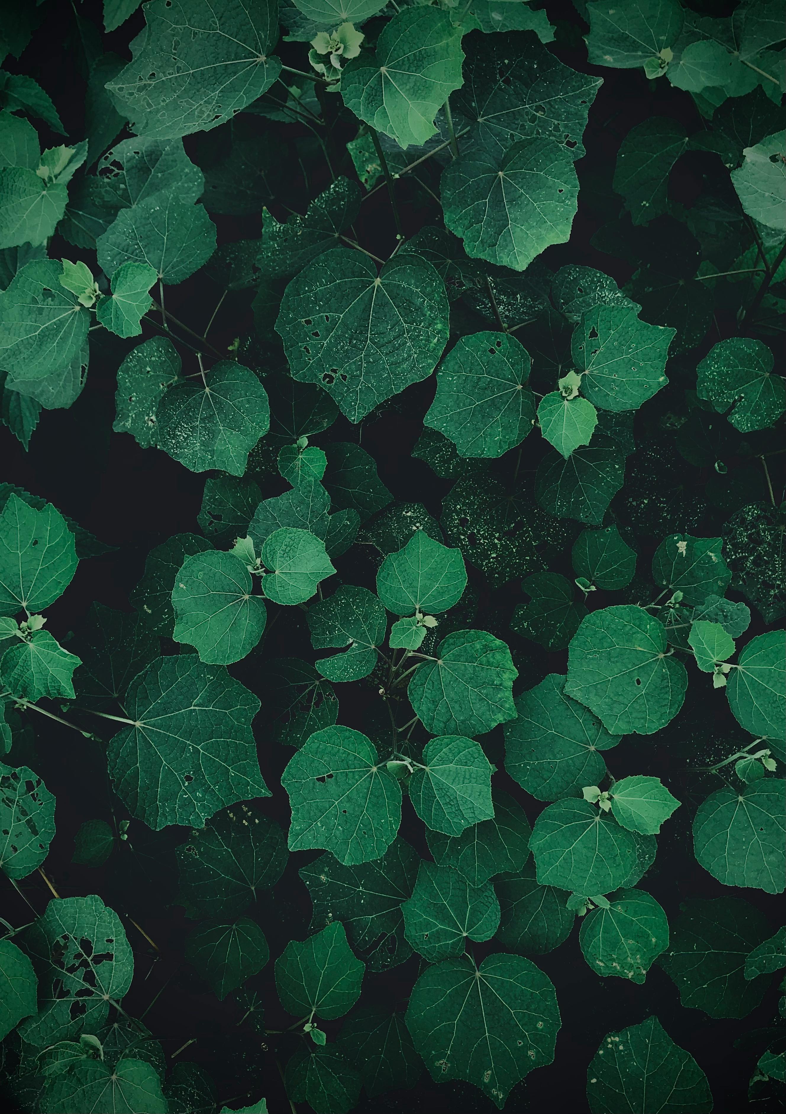 Ivy Loop Wiring Photos, Download The BEST Free Ivy Loop Wiring Stock ...