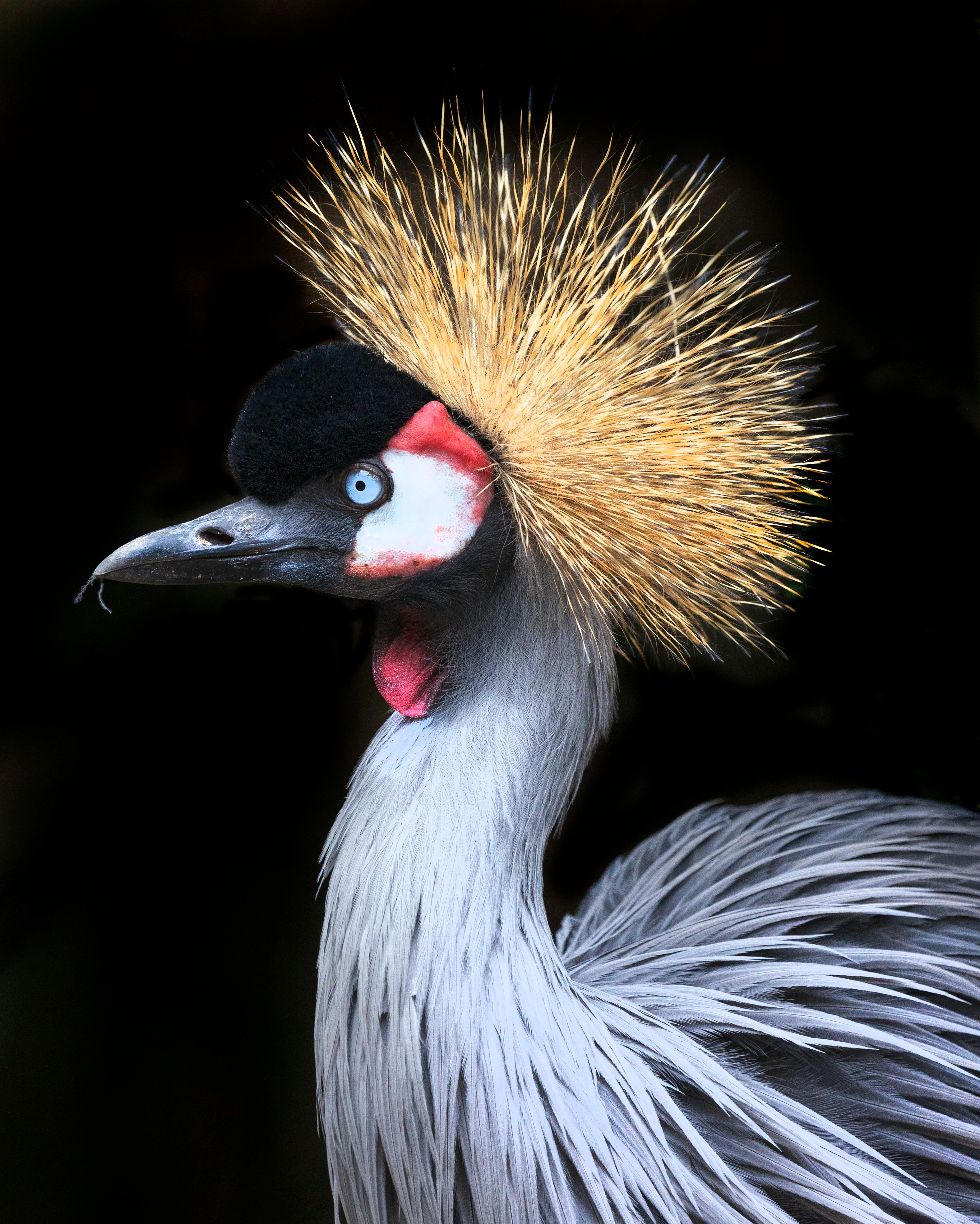 Head of a Grey Crowned Crane · Free Stock Photo