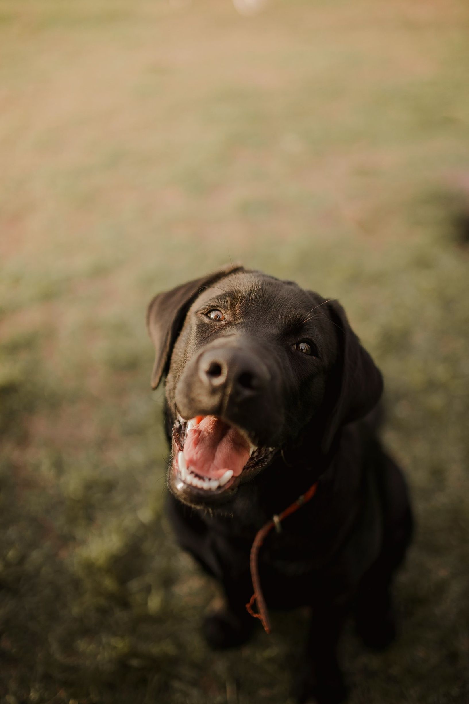 Long-coated Tan Golden Retriever Dog · Free Stock Photo
