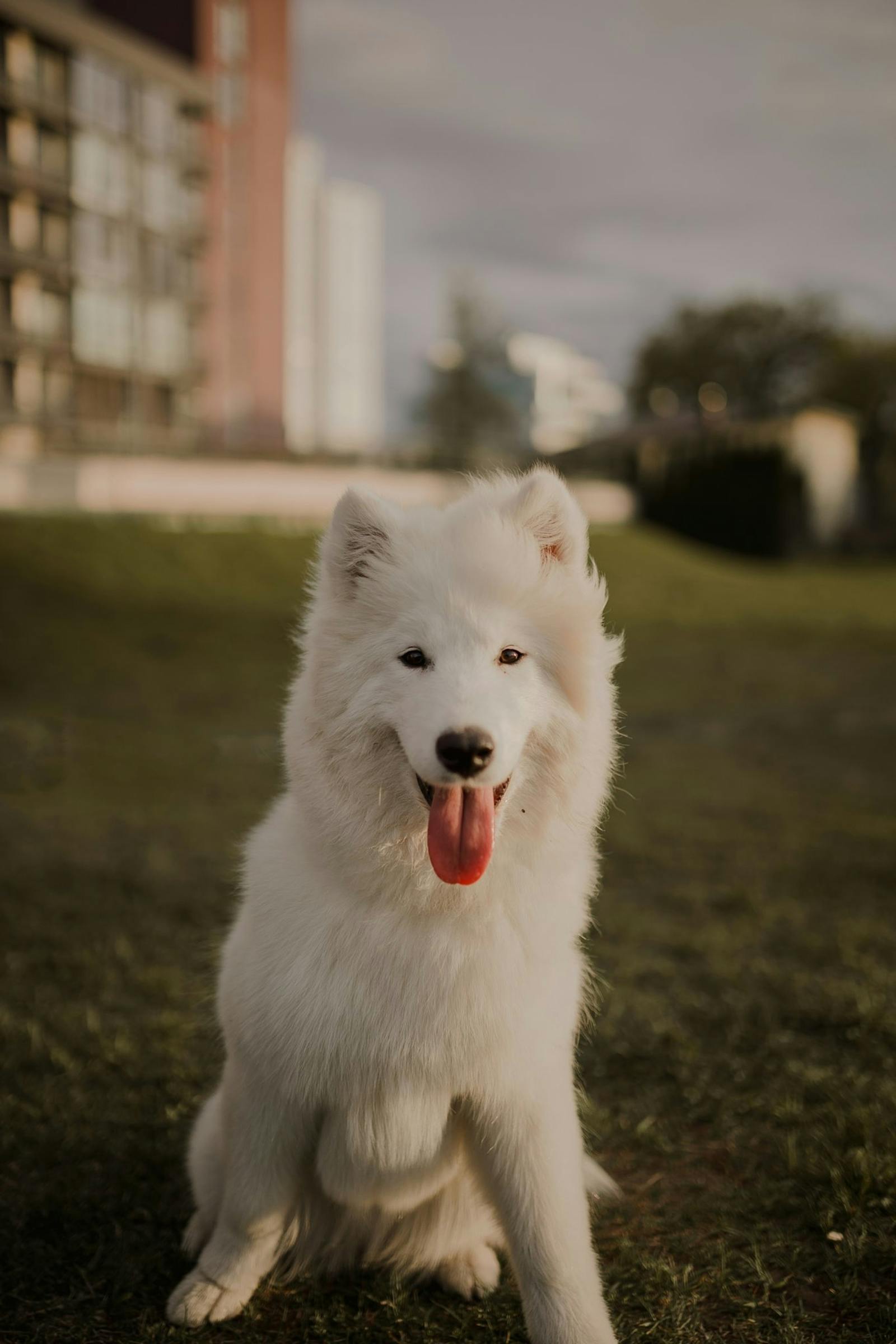 Samoyed Photos, Download The BEST Free Samoyed Stock Photos & HD Images