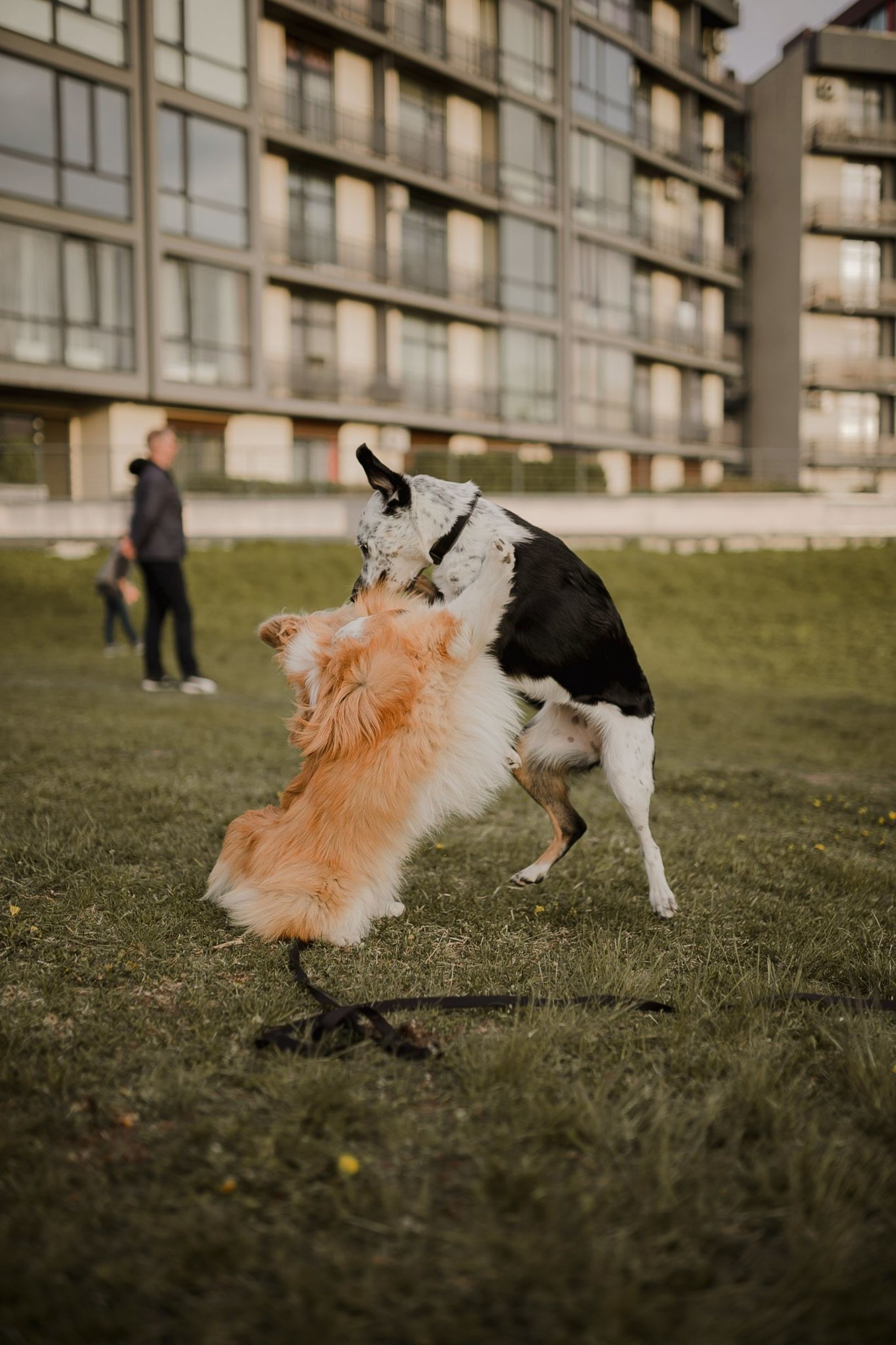Dogs Playing on Lawn by Block of Flats · Free Stock Photo