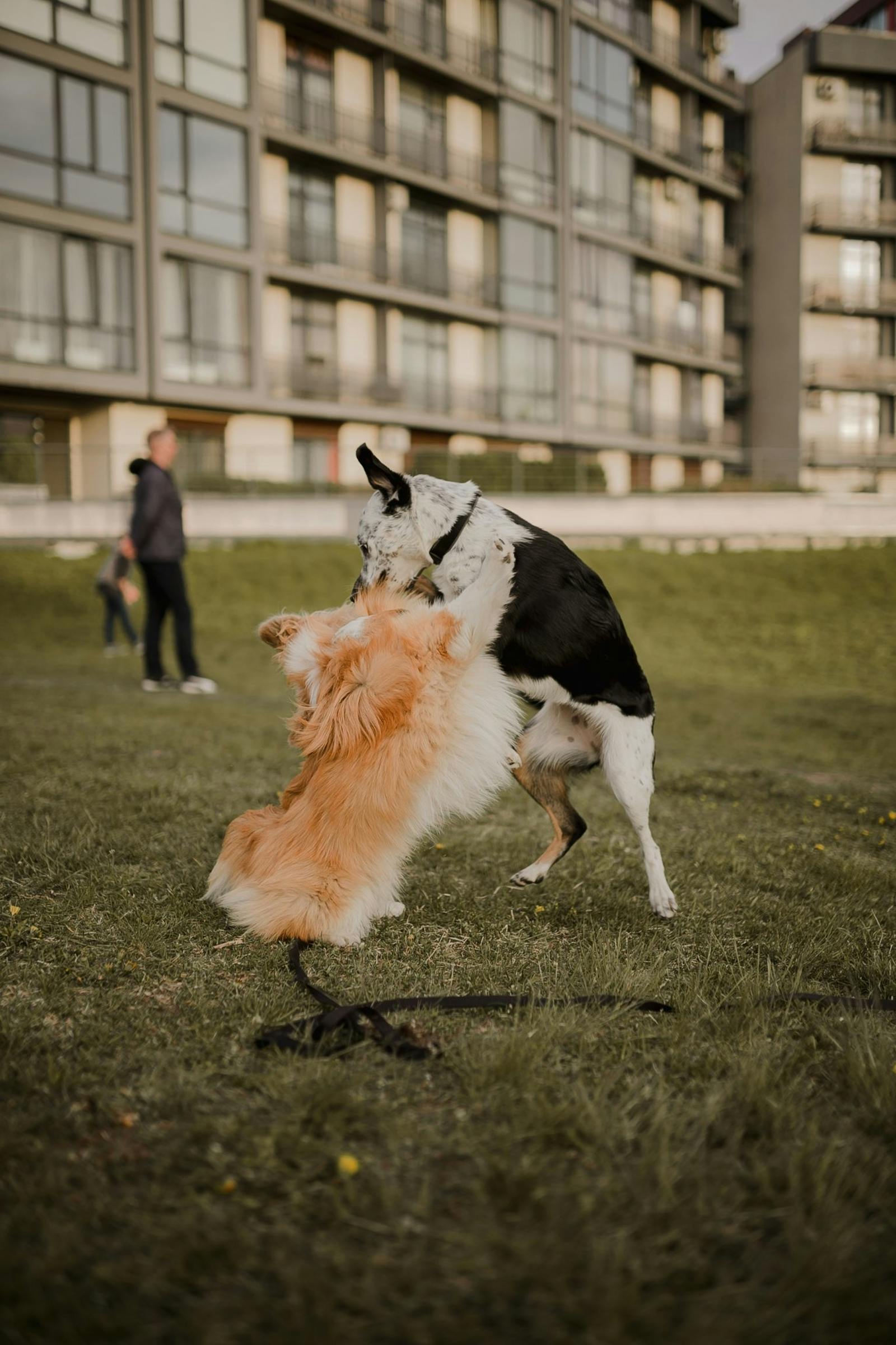 Dogs Vertical Photos, Download The BEST Free Dogs Vertical Stock Photos ...