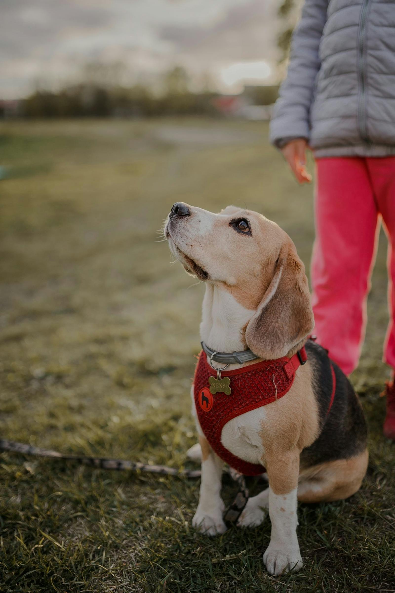 Beagle Photos, Download The BEST Free Beagle Stock Photos & HD Images