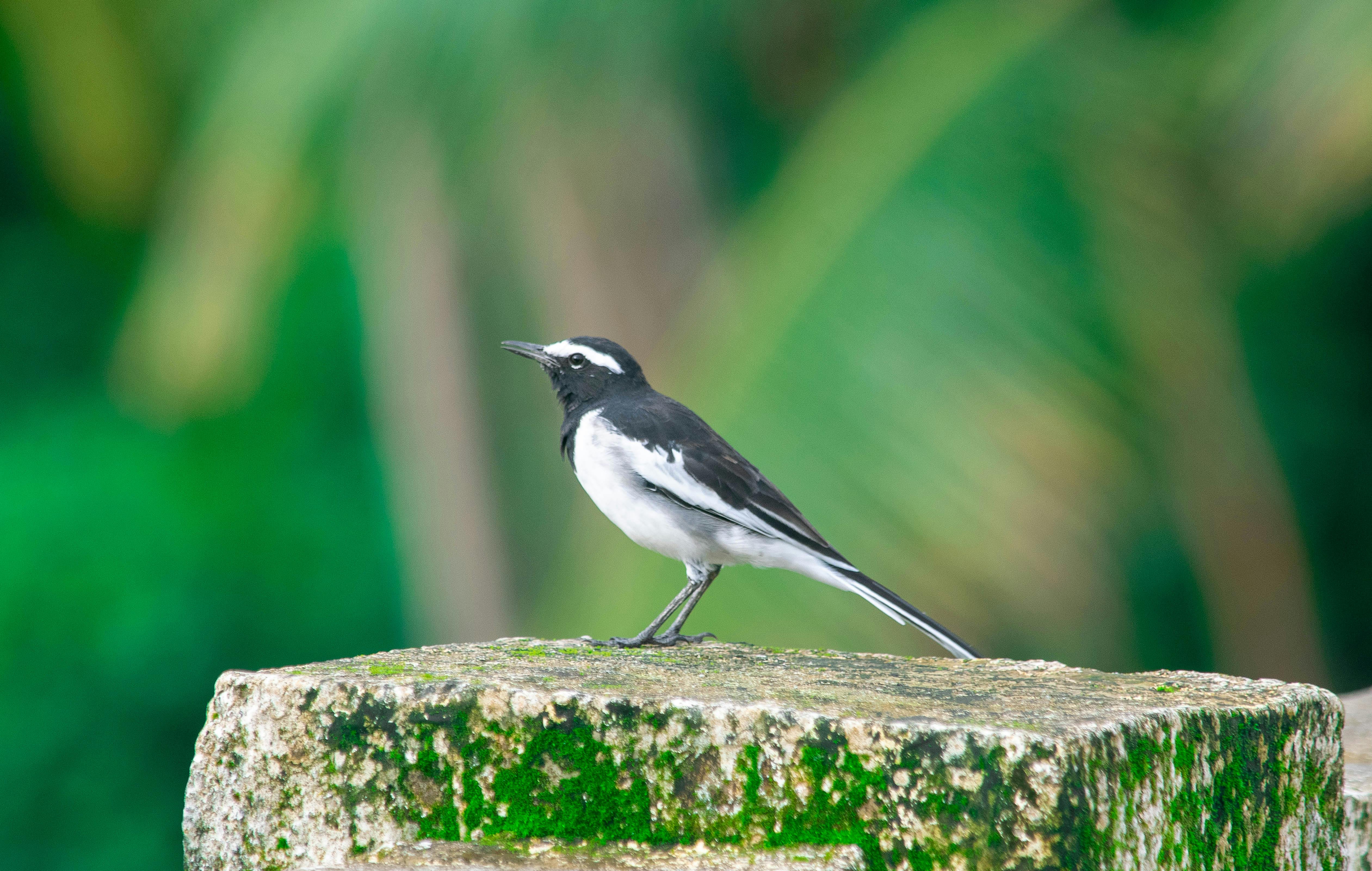 Joyston Judah - Photography