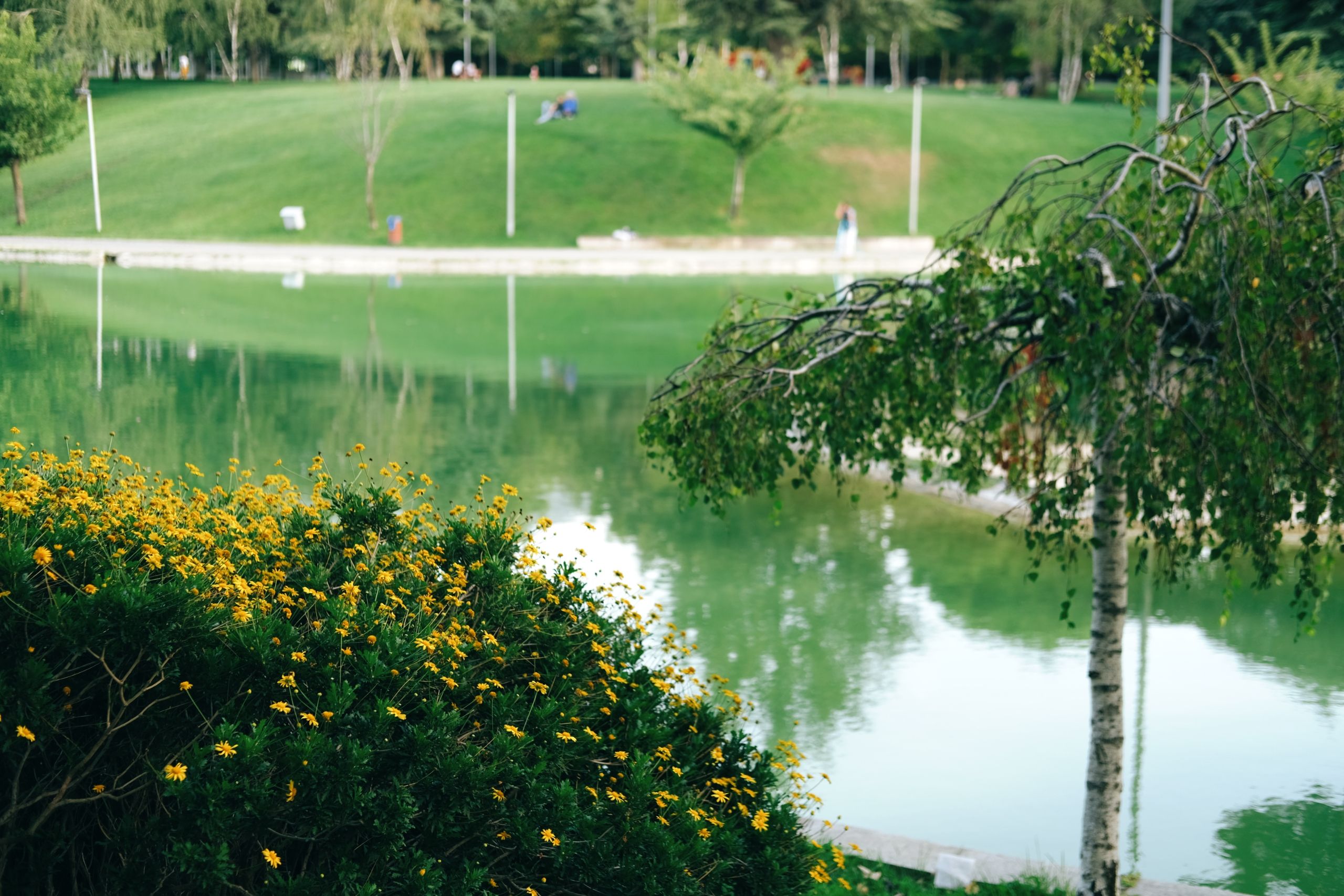 Landscape of a Park with a Lake · Free Stock Photo