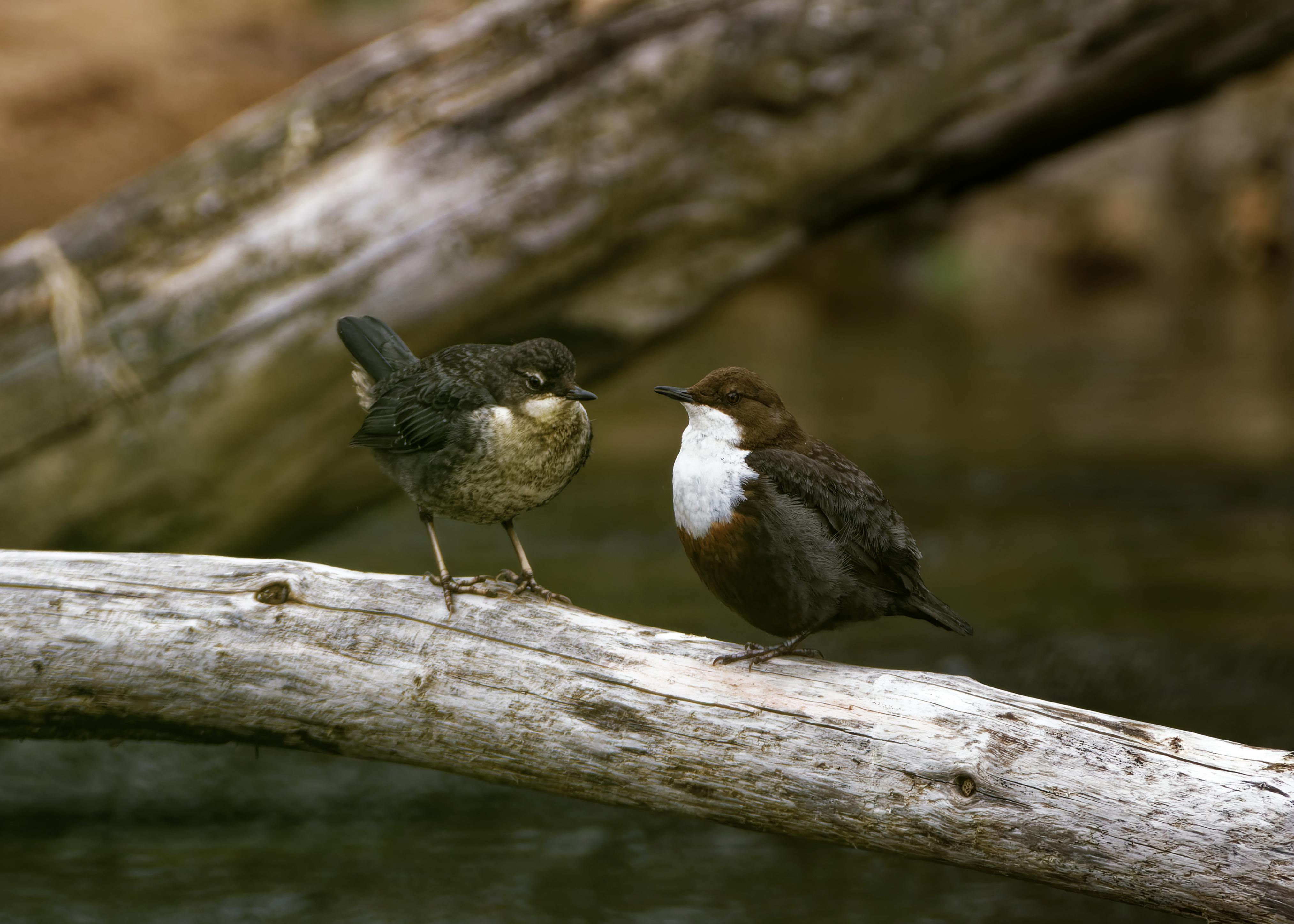 Two Small Dippers Sitting on a Branch · Free Stock Photo