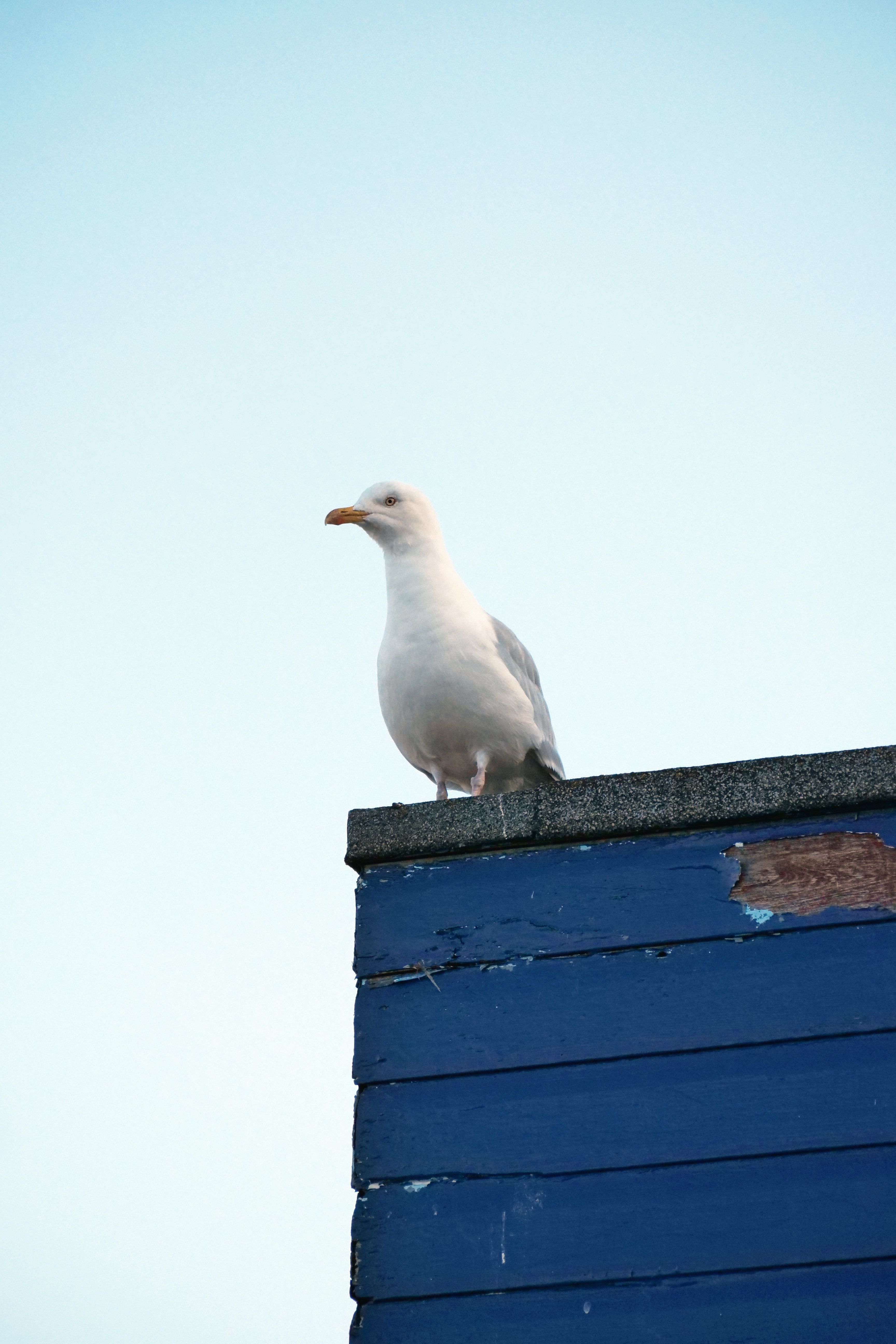9mm Bird Shot Photos, Download The BEST Free 9mm Bird Shot Stock Photos ...