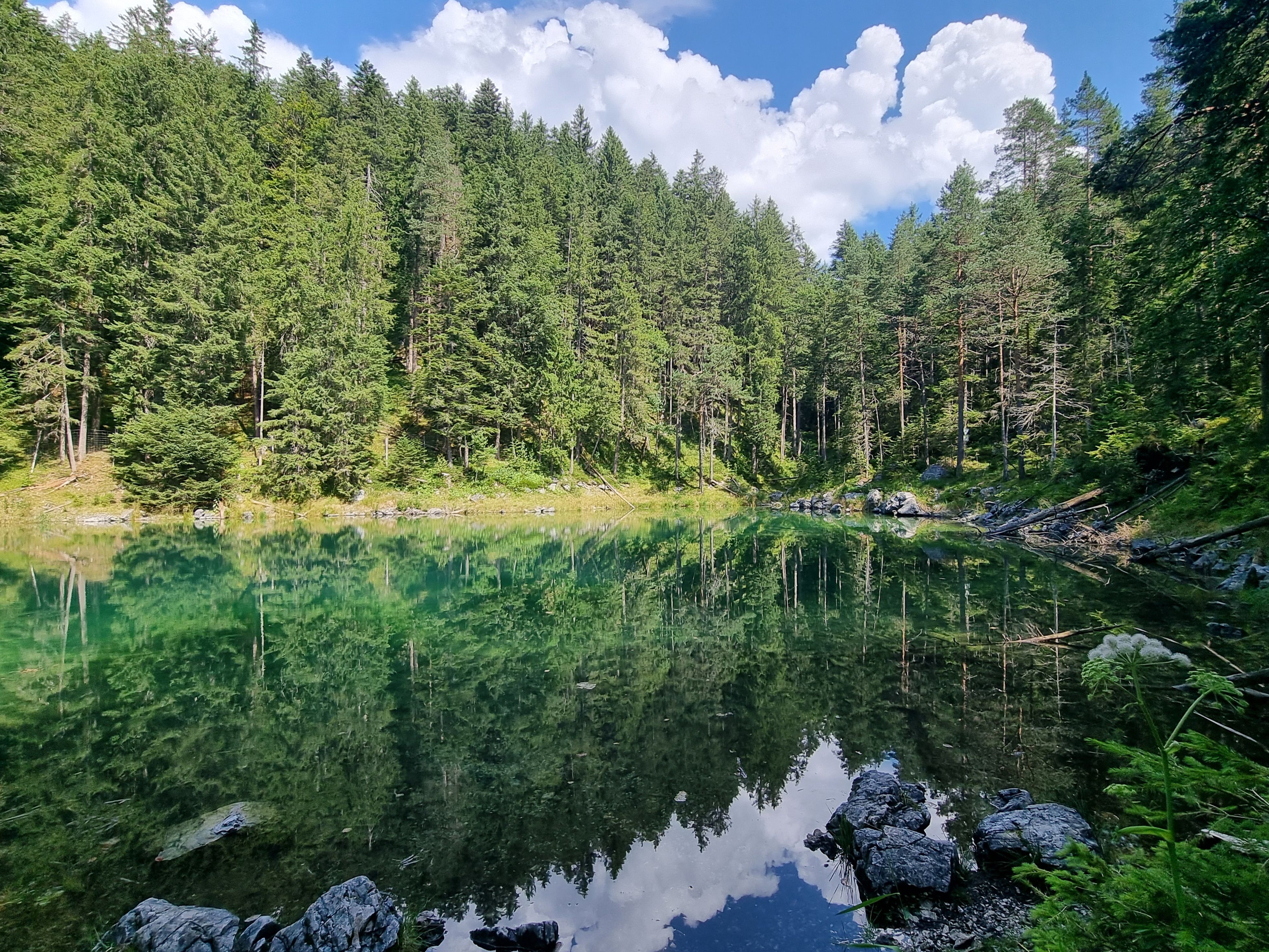 4k Wallpaper Deep Forest Photos, Download The BEST Free 4k Wallpaper ...