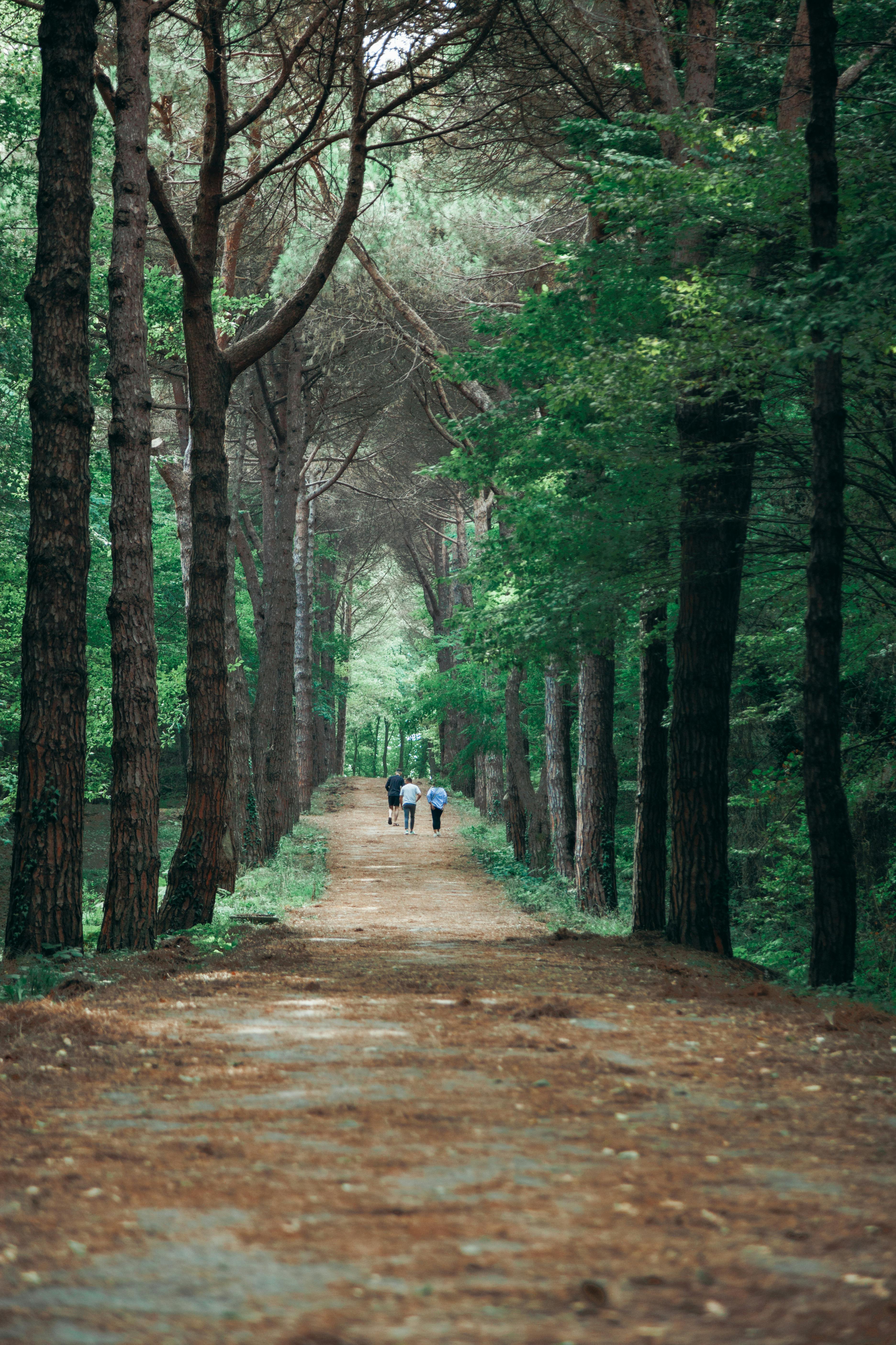 Tall Trees around Footpath in Forest · Free Stock Photo