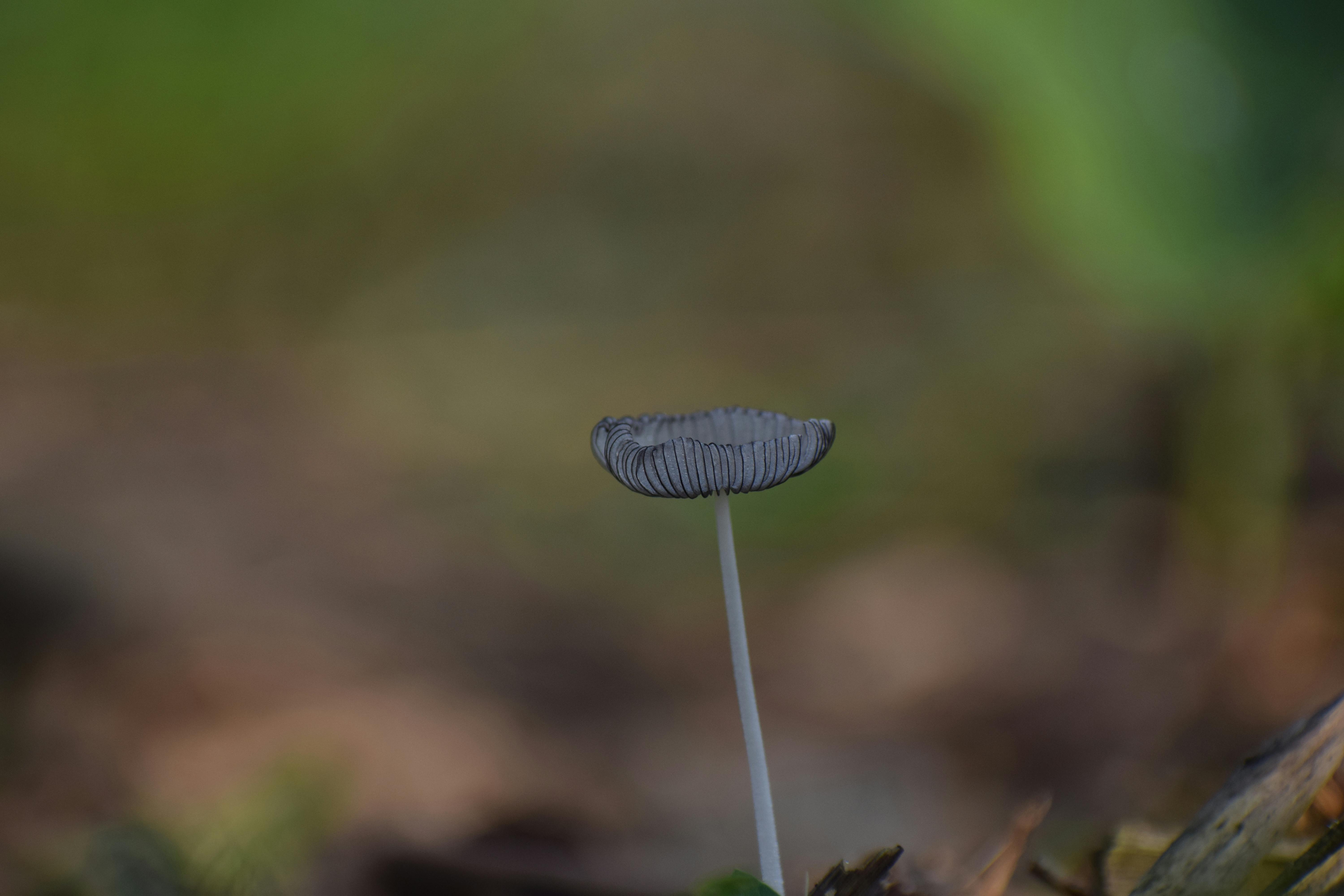 TANMAY GHOSH - 攝影