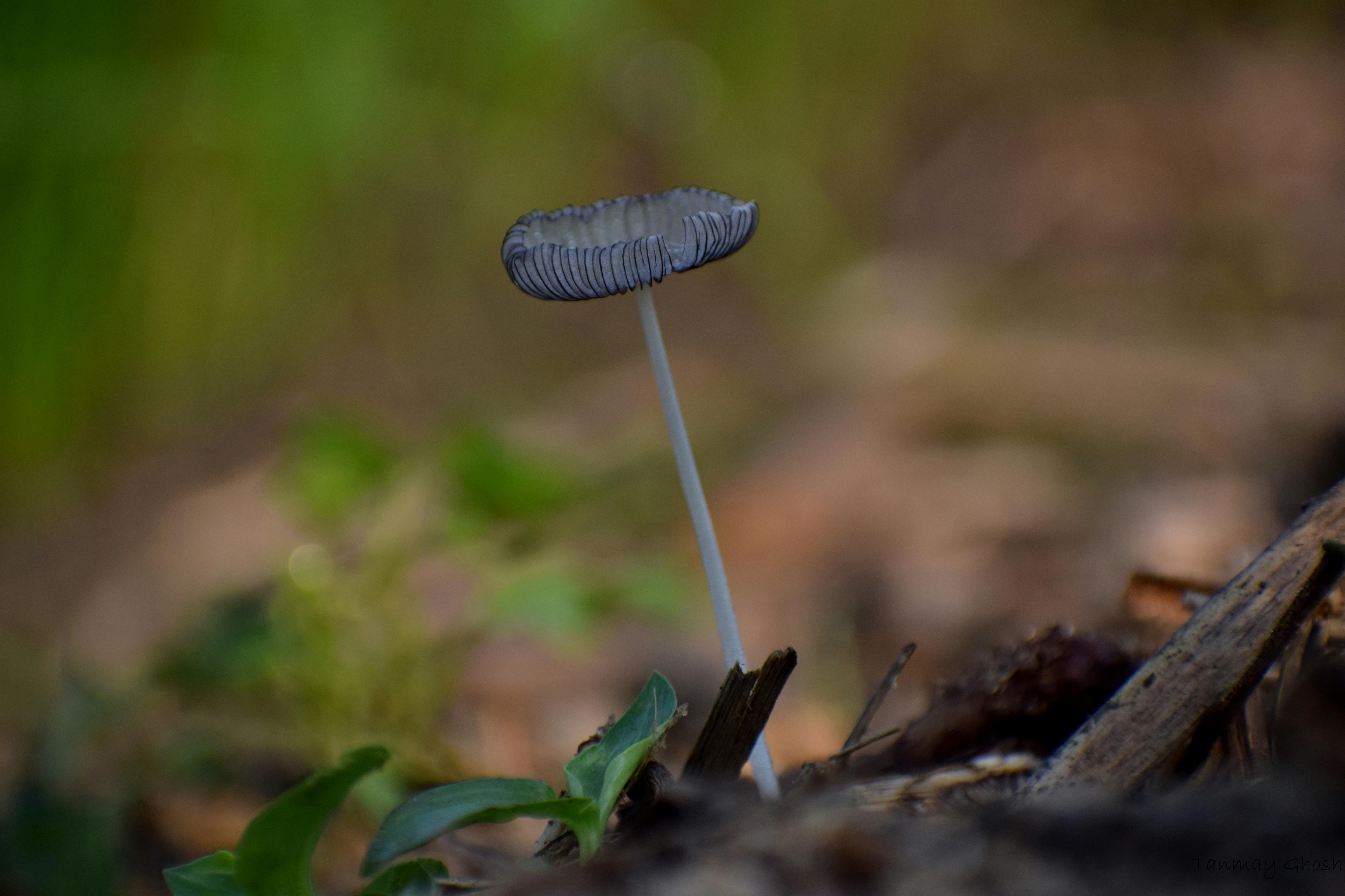 TANMAY GHOSH - 攝影