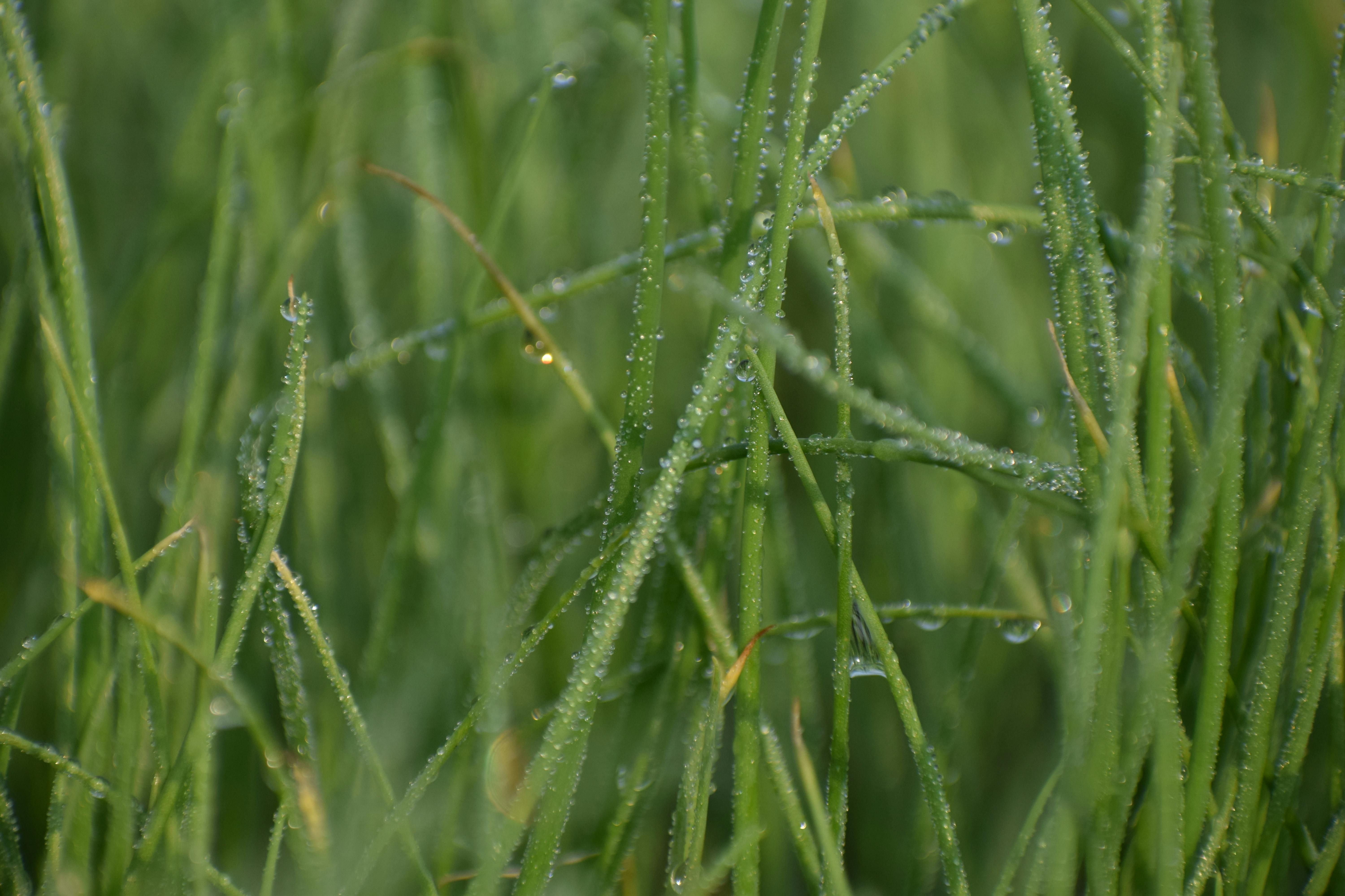 TANMAY GHOSH - 攝影