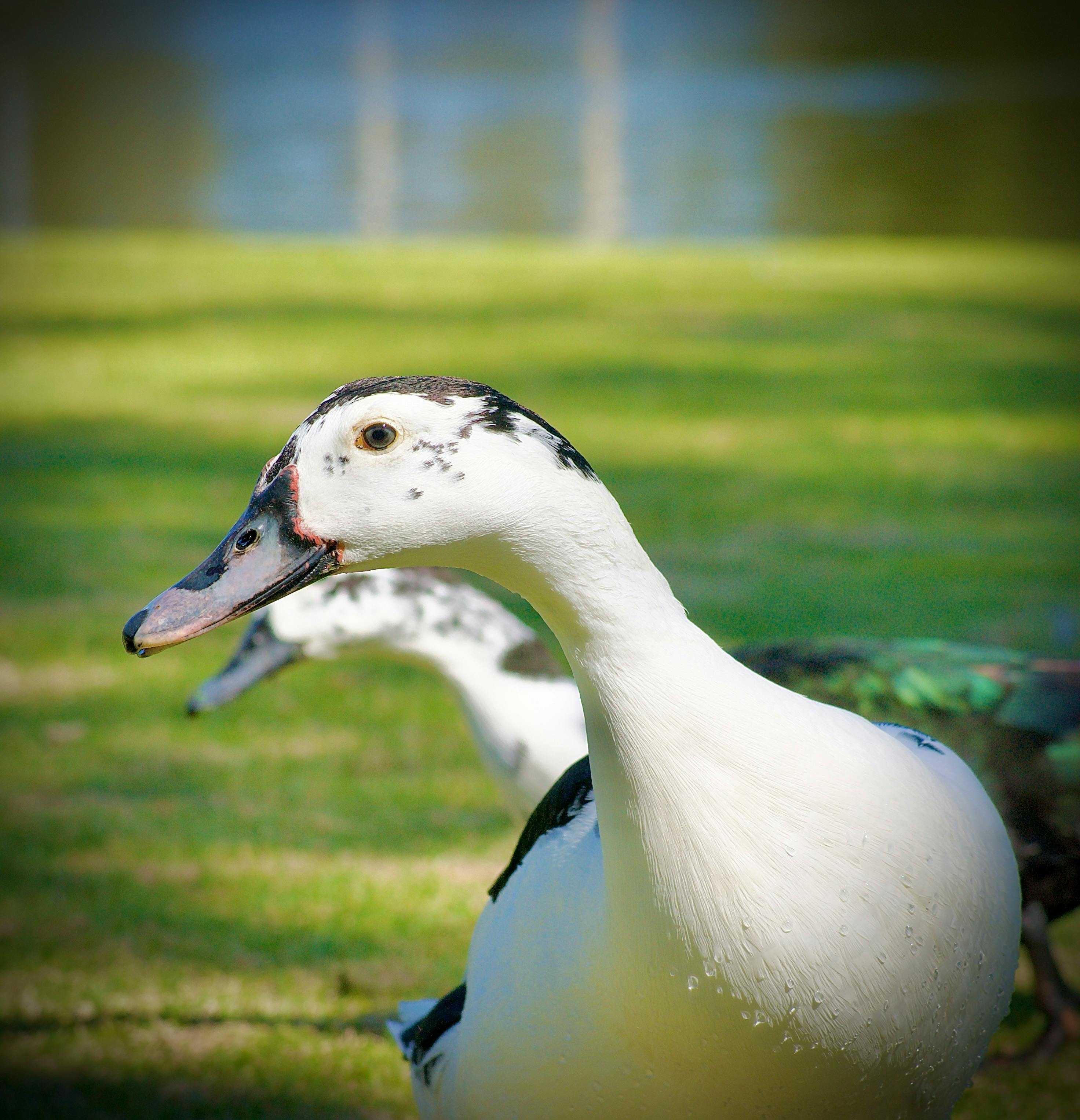 White Duck Portrait · Free Stock Photo
