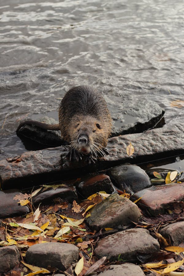 Beaver Photos, Download The BEST Free Beaver Stock Photos & HD Images