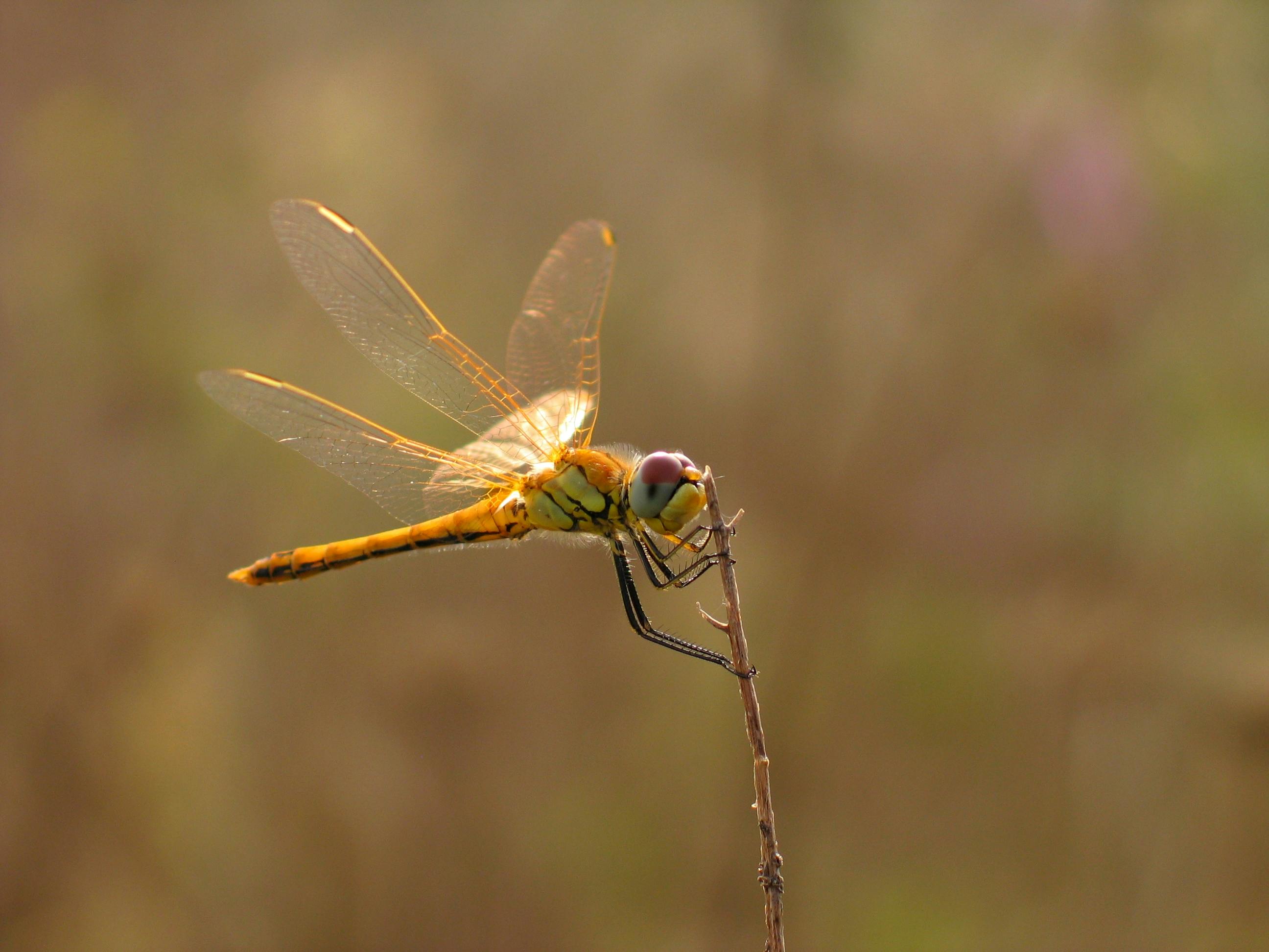 Bladderwort Insect Photos, Download The BEST Free Bladderwort Insect ...