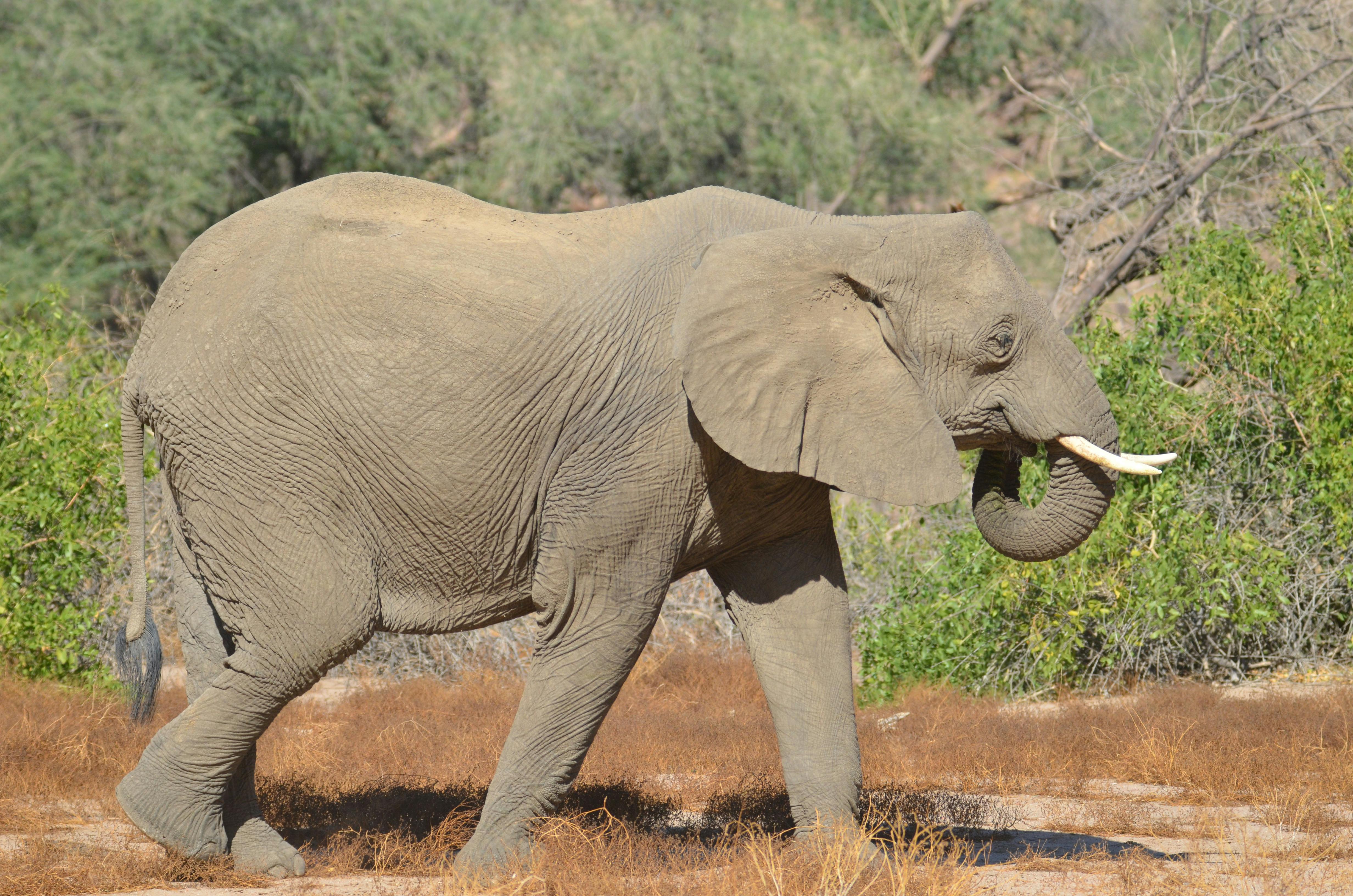 Photo of a Walking Elephant · Free Stock Photo