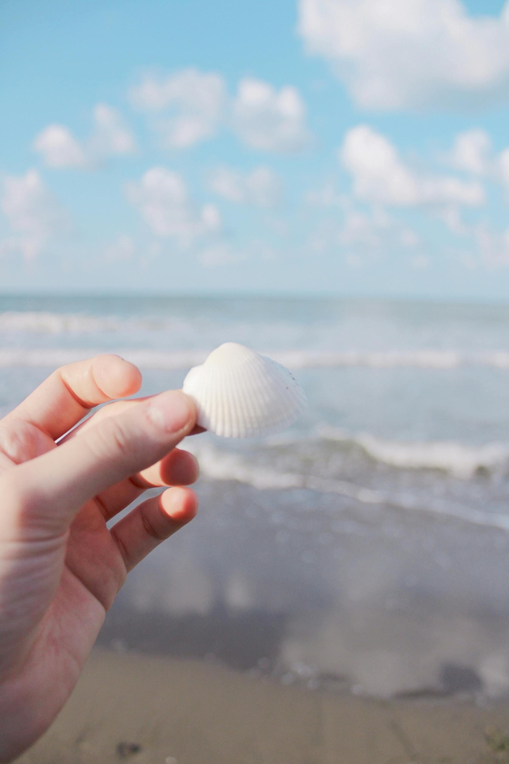 Hand Holding Shell on Sea Shore · Free Stock Photo