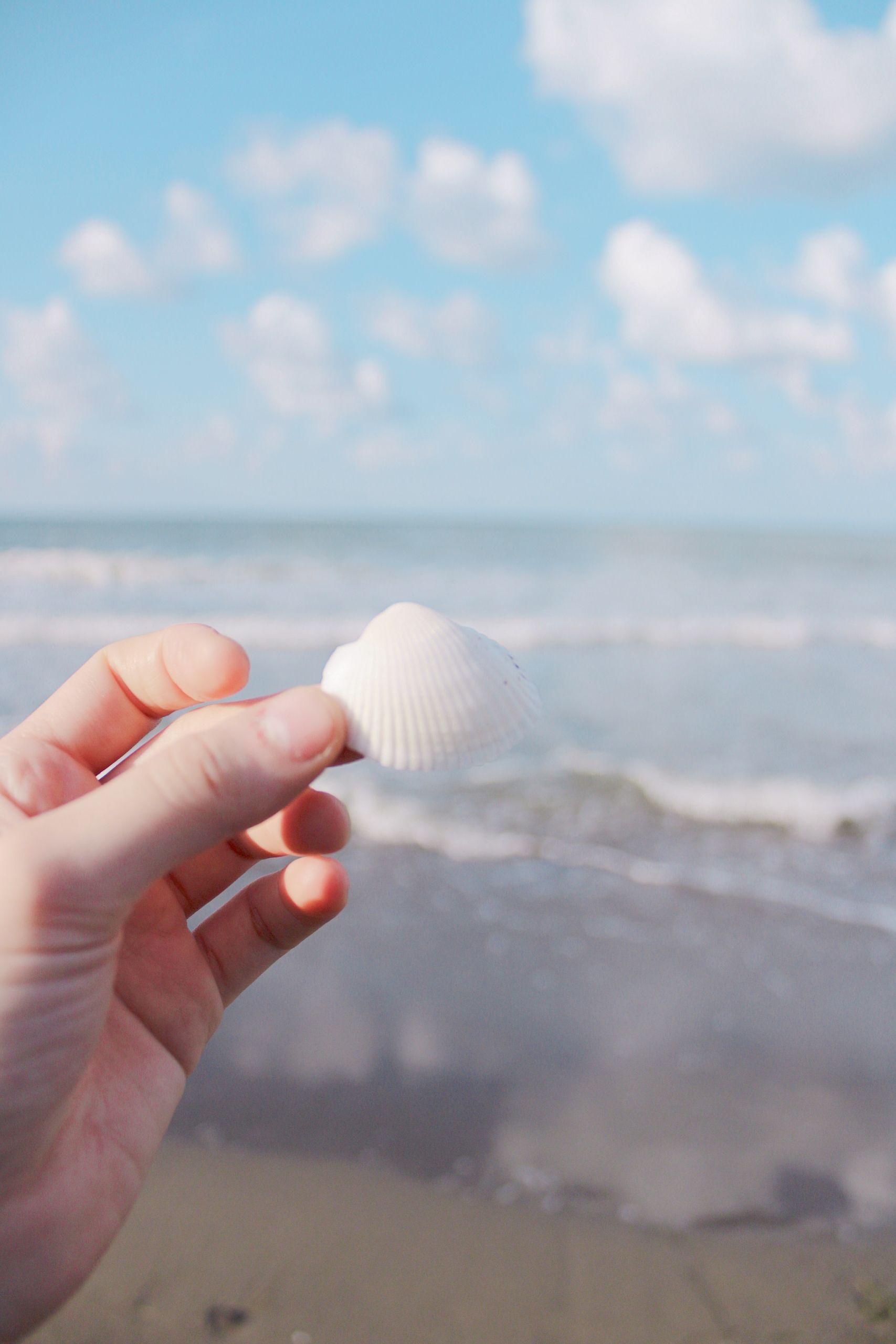Woman Hand Holding Scallop Shell · Free Stock Photo