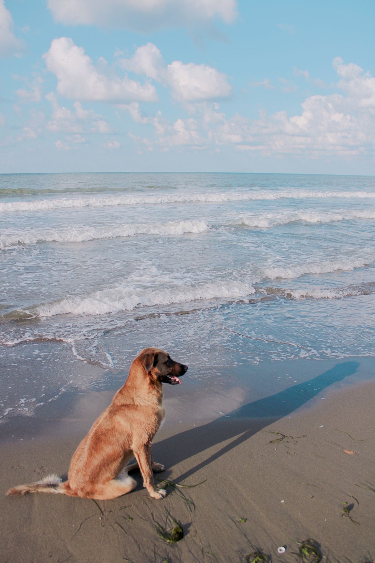 Dog Drowning Photos, Download The BEST Free Dog Drowning Stock Photos ...