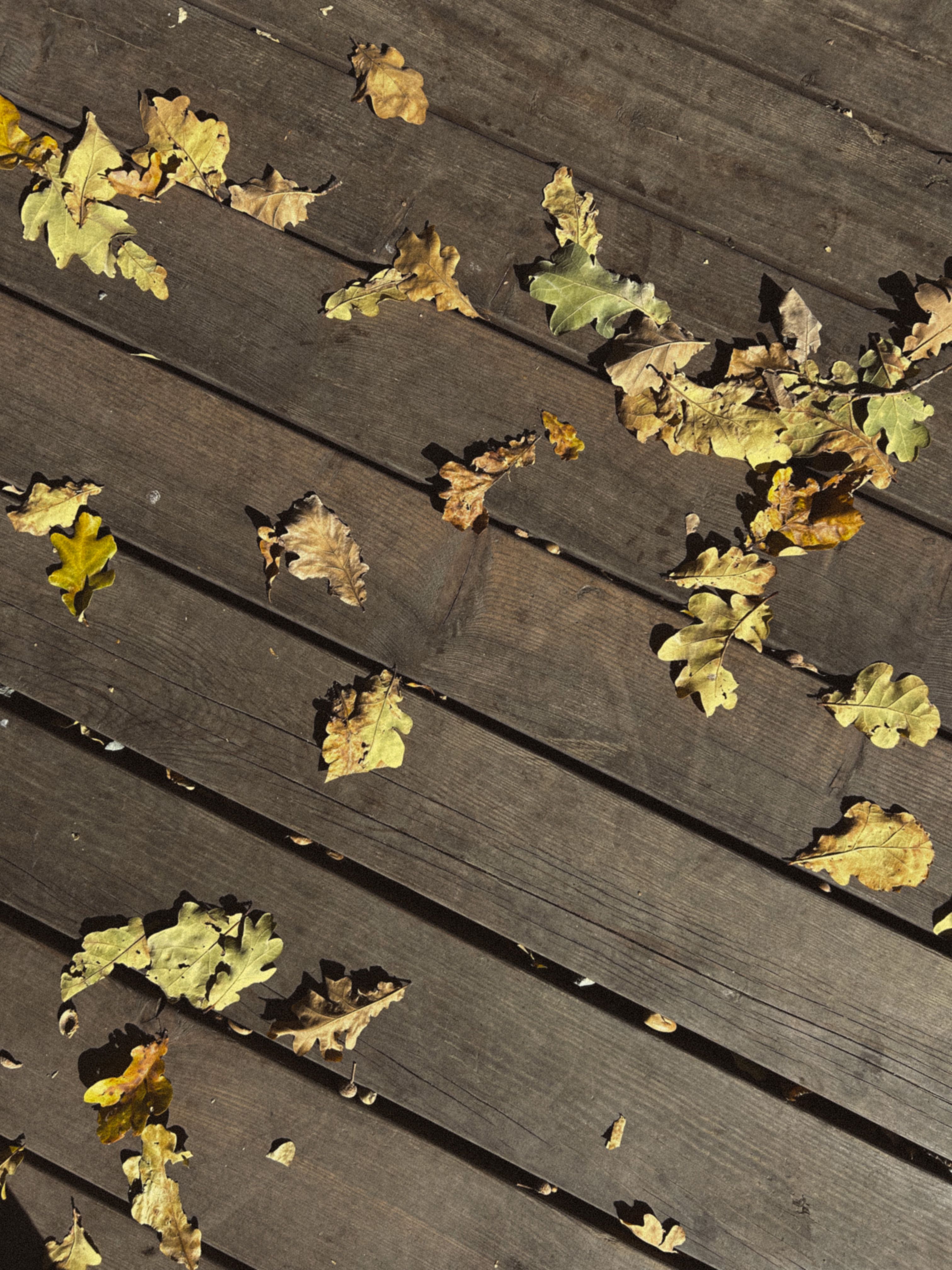 Leaves Fall Down Photos, Download The BEST Free Leaves Fall Down Stock ...
