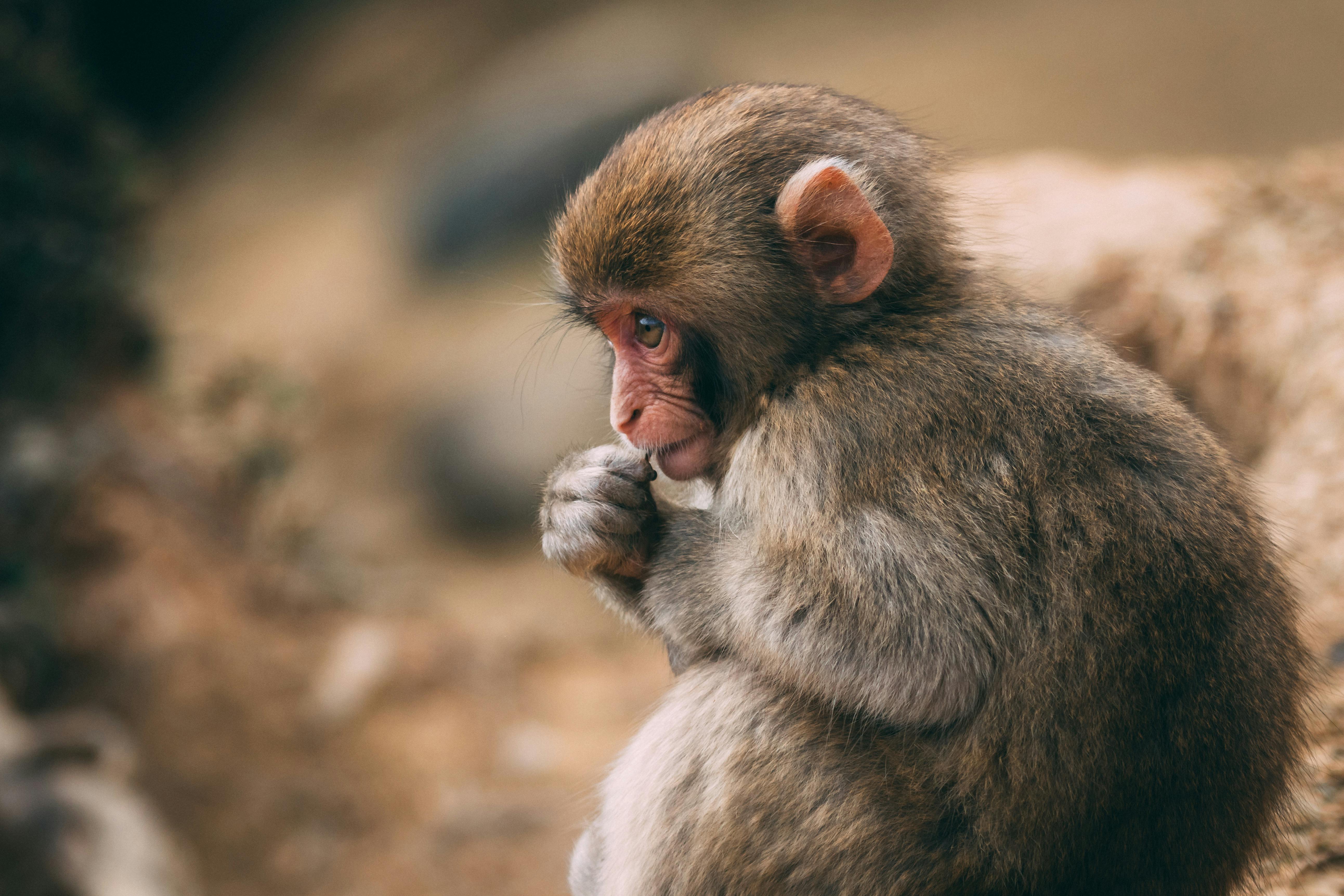 White and Beige Monkey · Free Stock Photo