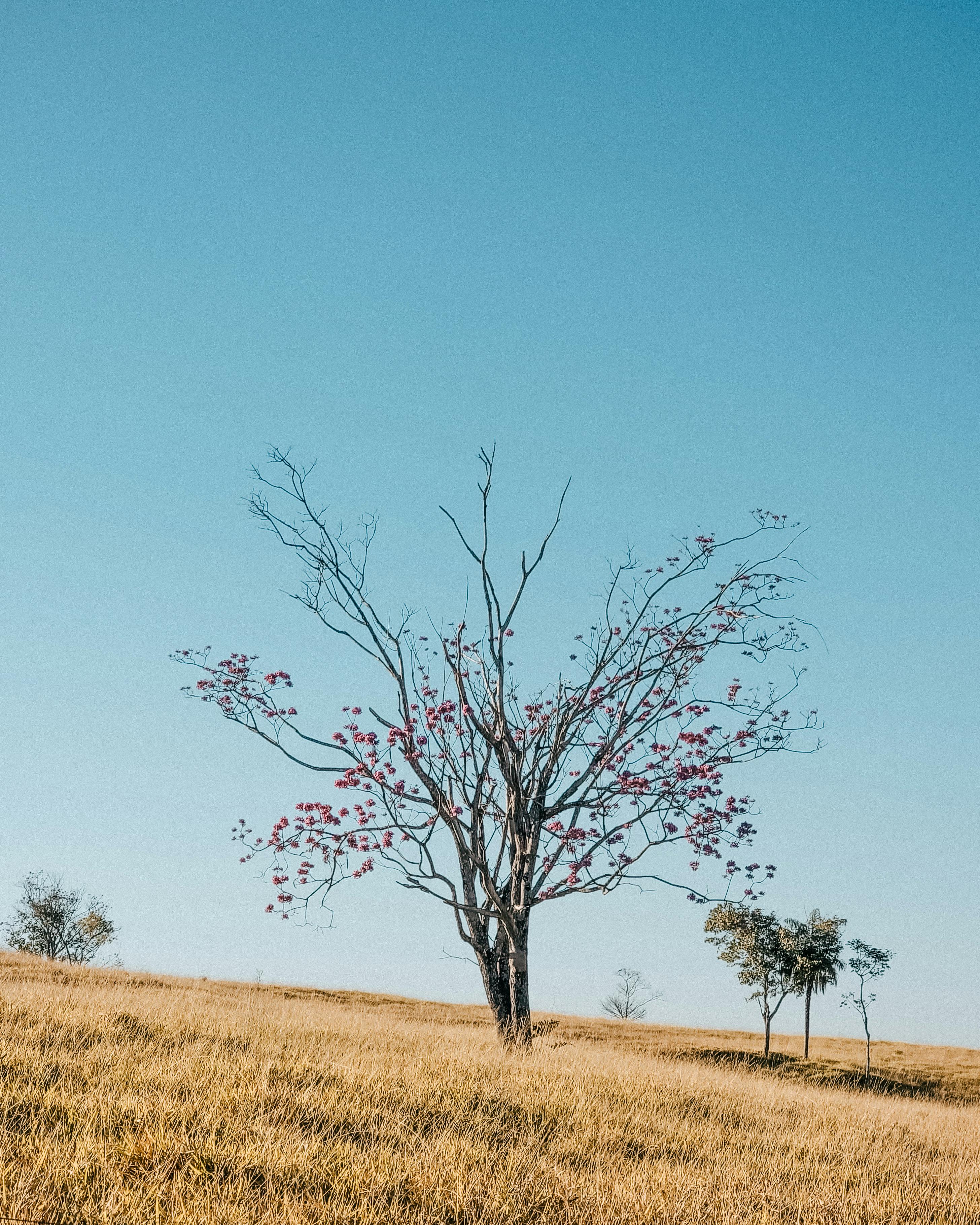 Green Leafed Tree · Free Stock Photo