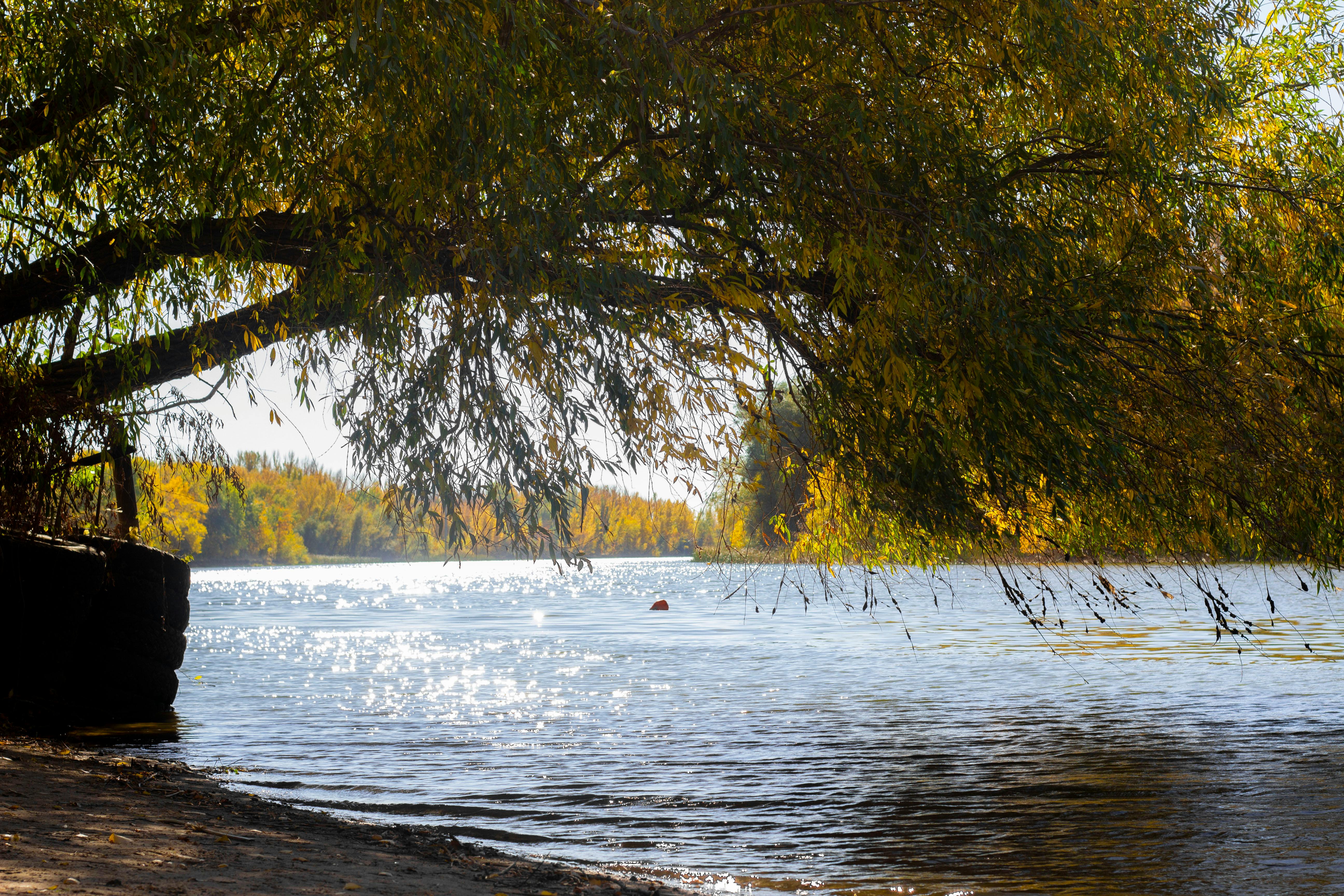 Green Trees over River · Free Stock Photo